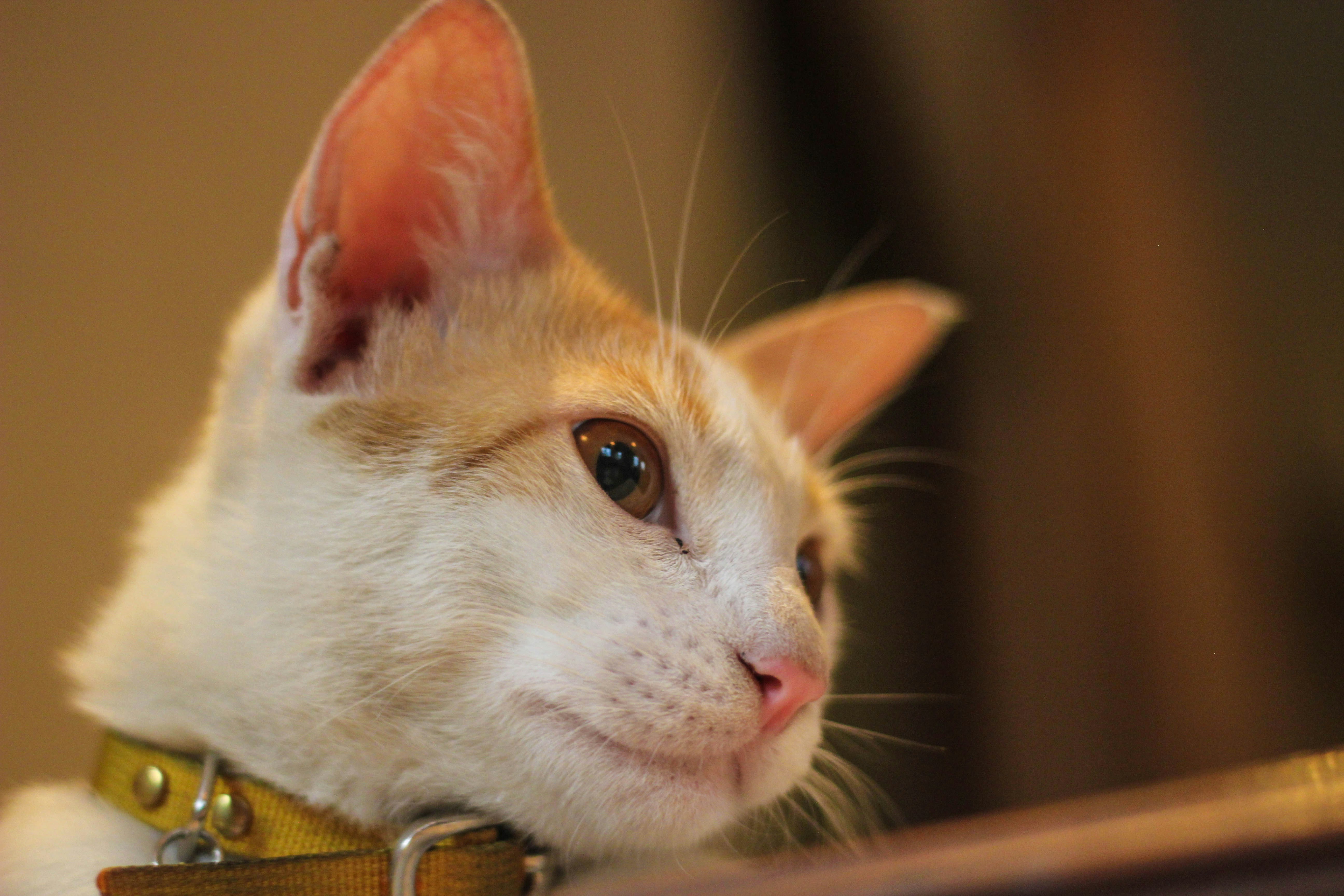 Amber Gaze: A Quiet Portrait of a Curious Cat in Soft Light