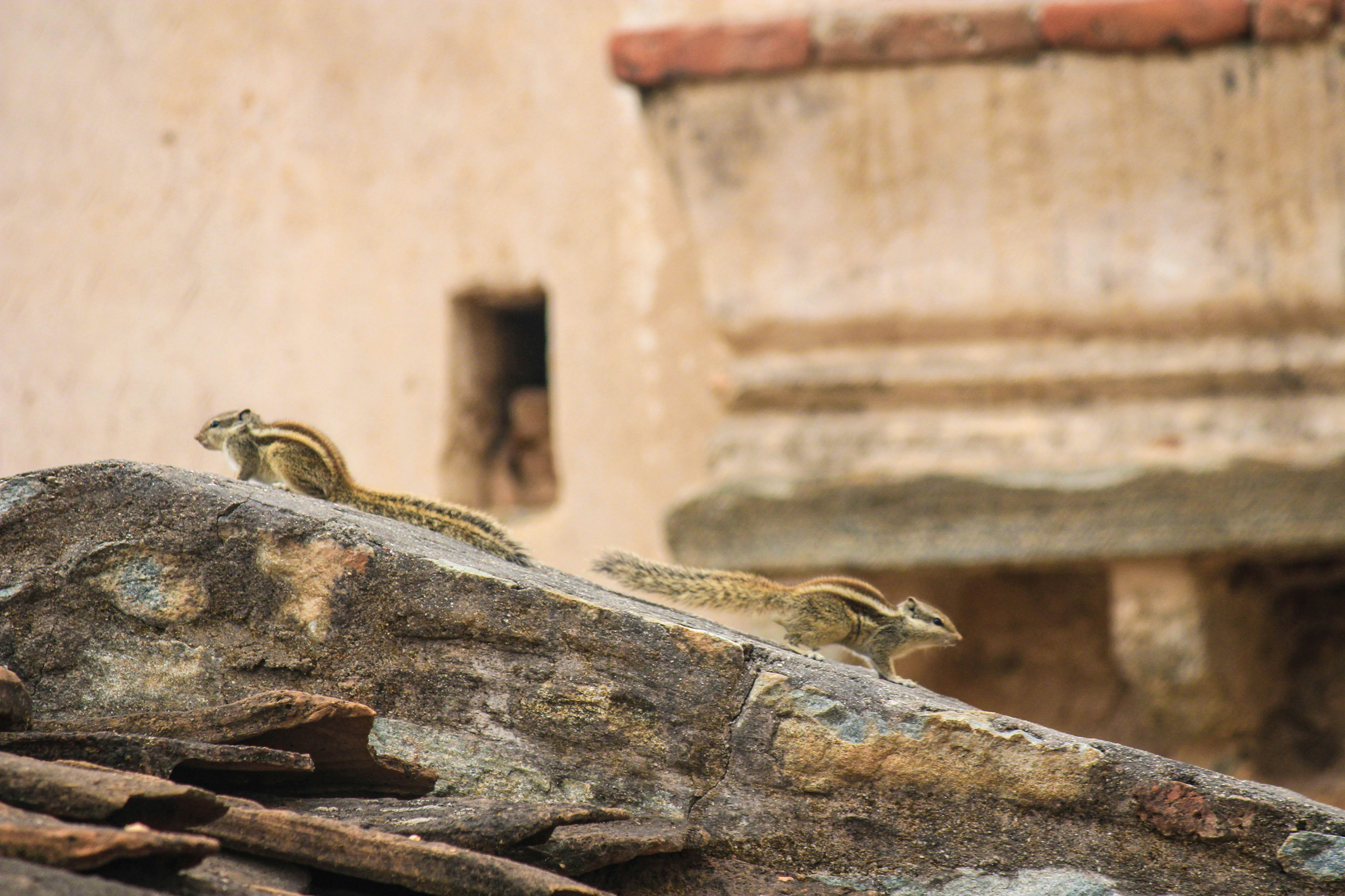 Squirrels