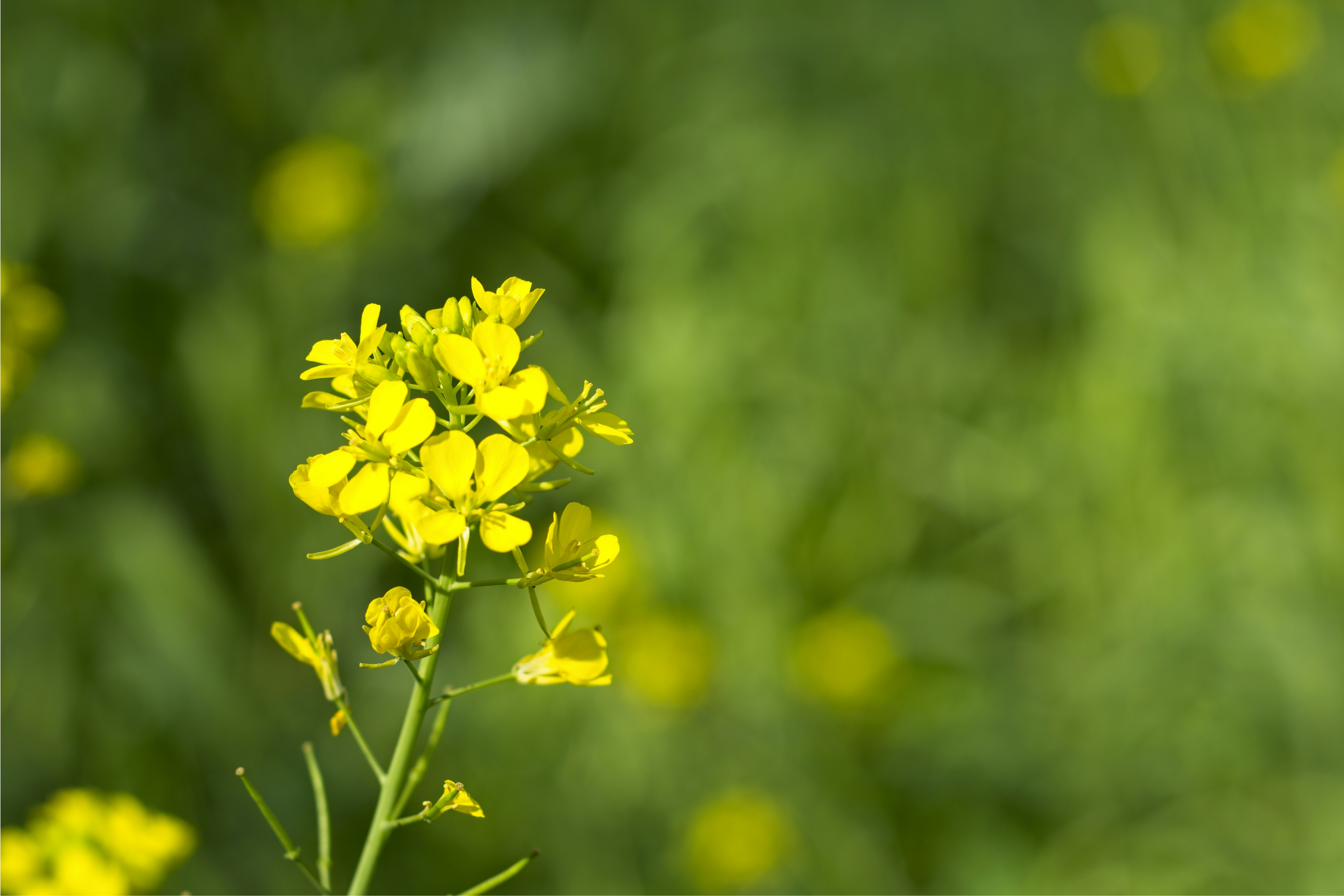 Yellow flowers in sharp focus against a softly blurred green background.