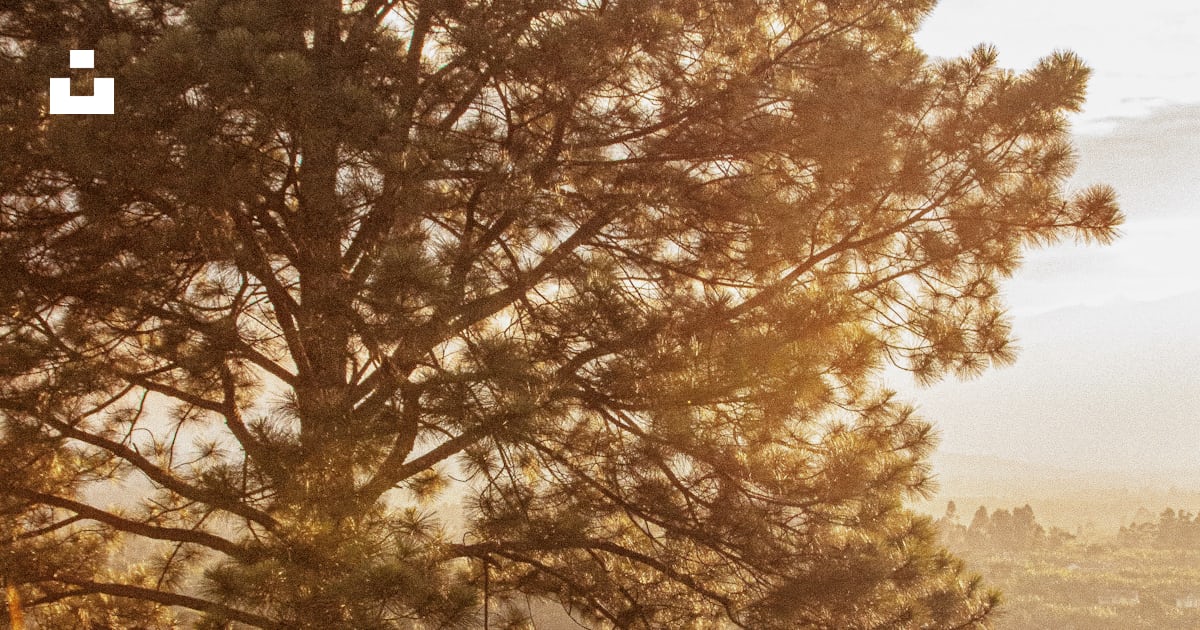 Brown Tree On Green Grass Field During Daytime Photo Free Forest