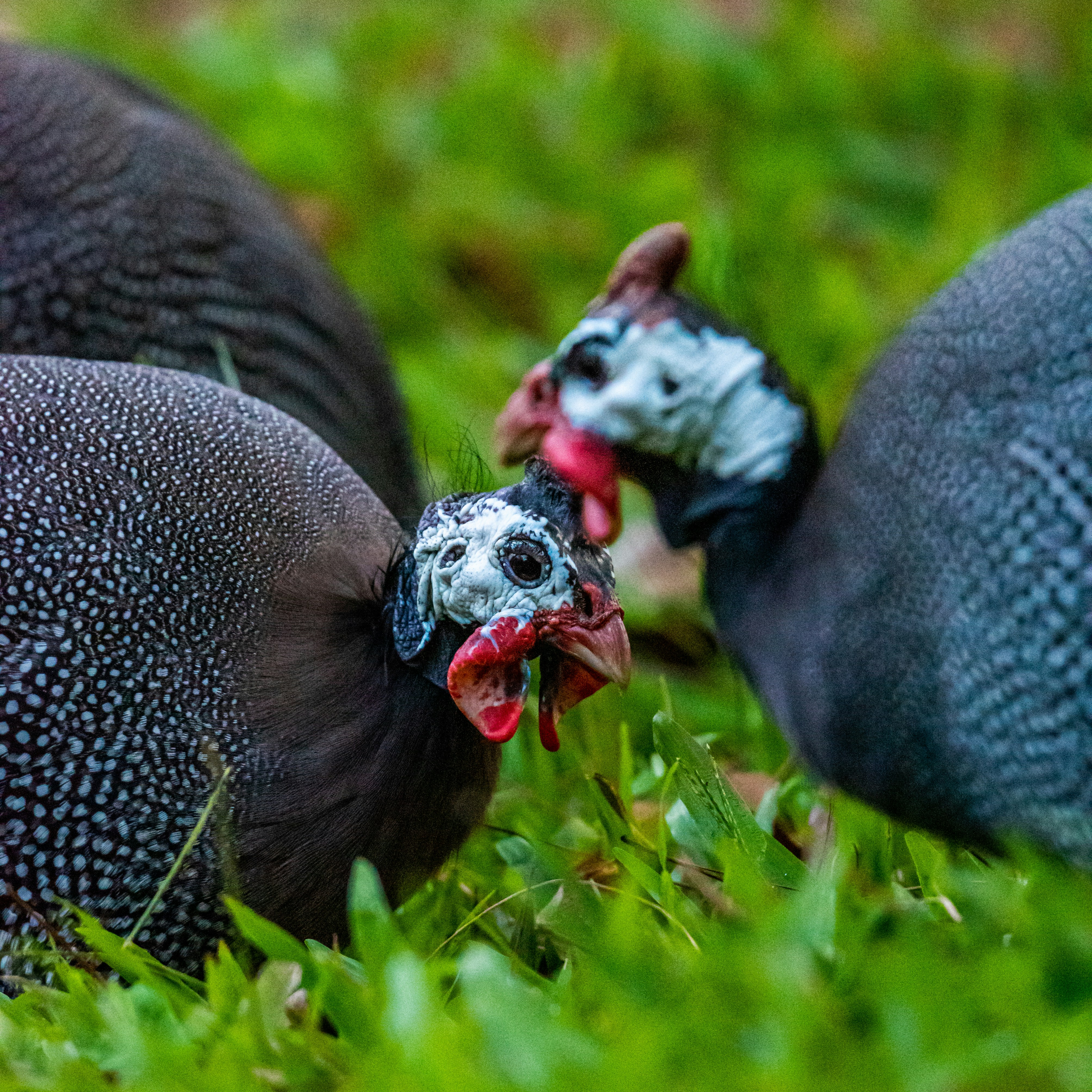 Close-Up Encounter: Blue-Faced Guineafowl in a Green Meadow