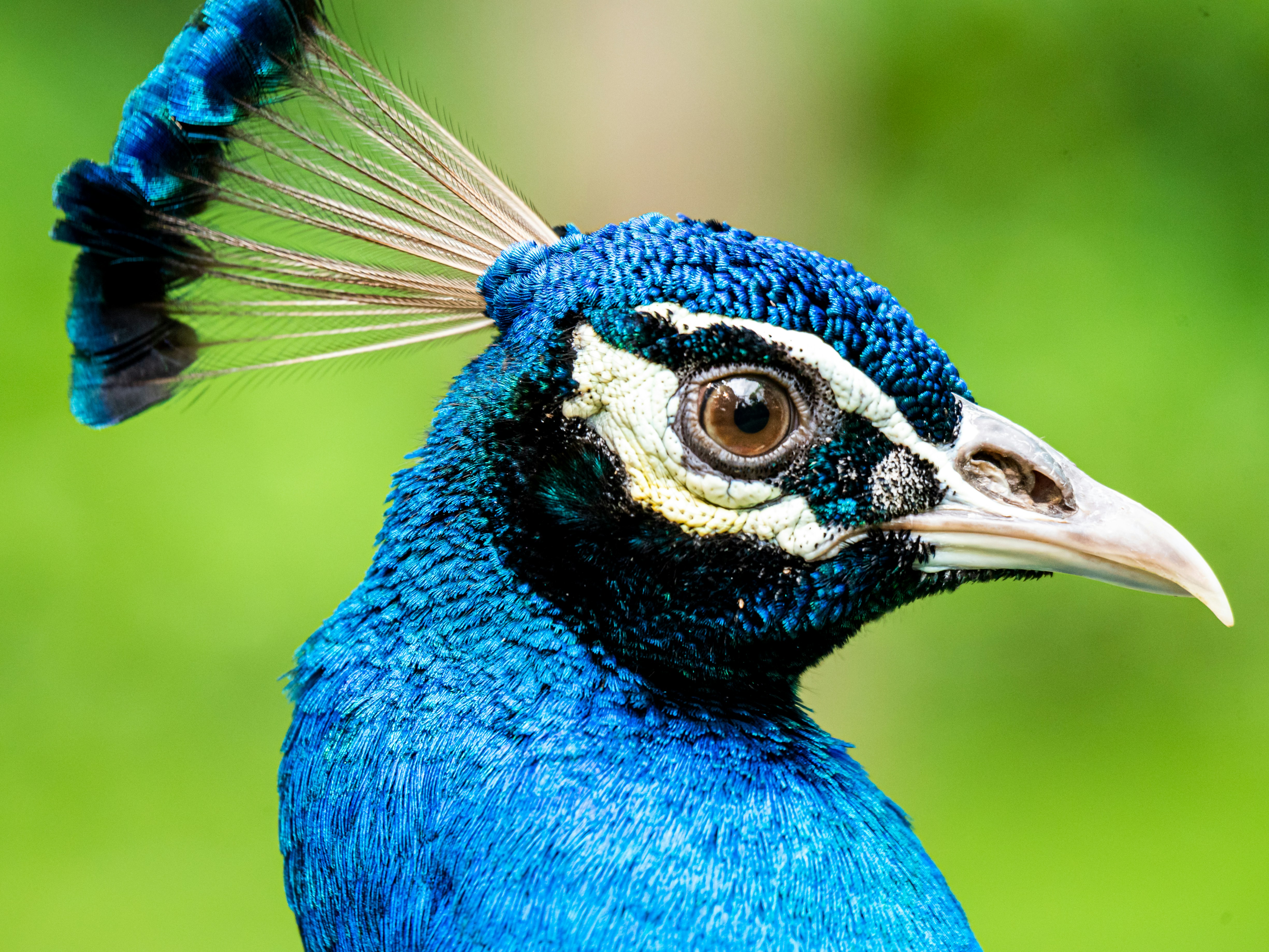 Close-up of a peacock showcasing its vibrant blue plumage and intricate feather details against a blurred green background.