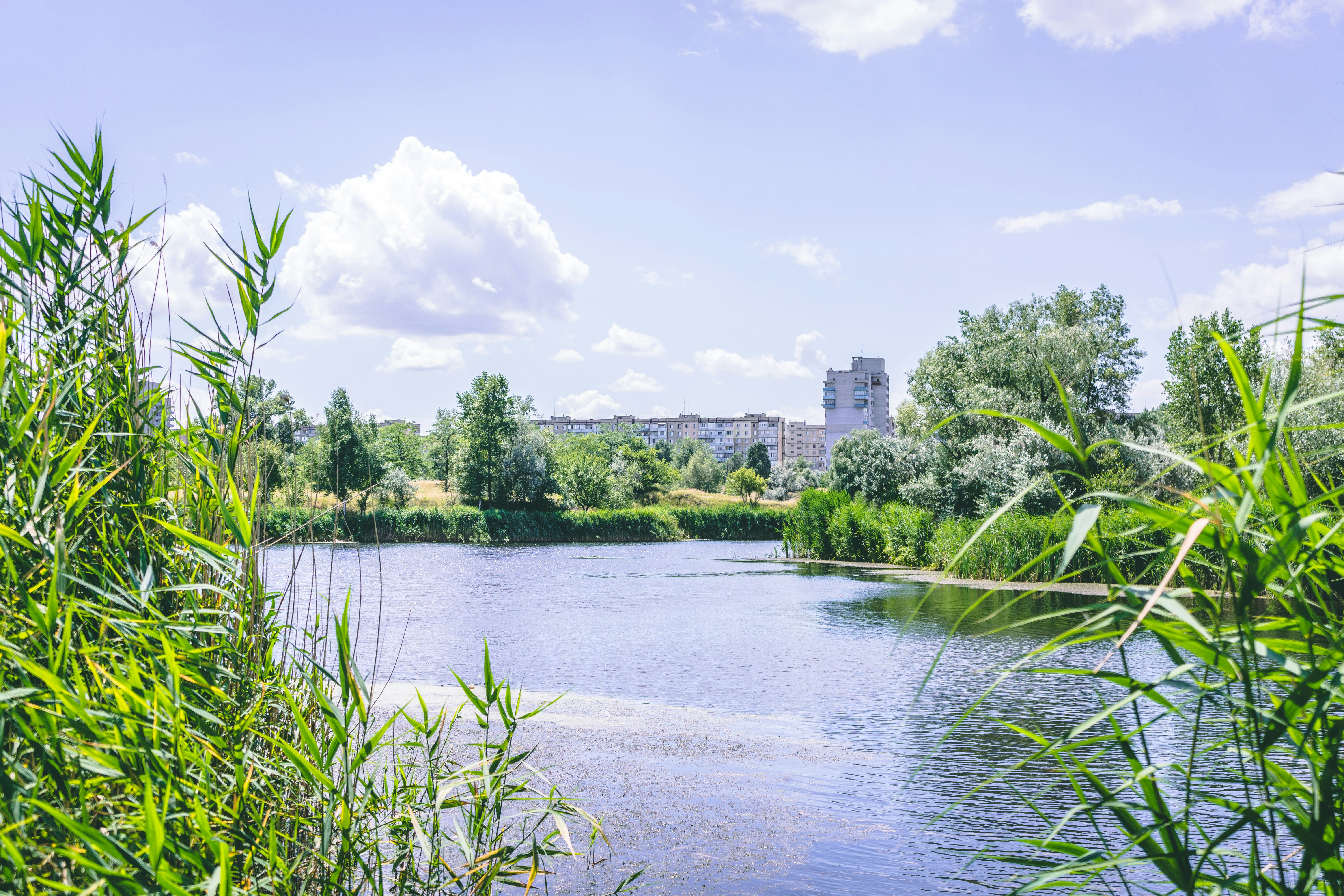 Green trees beside river under white clouds and blue sky during daytime ...