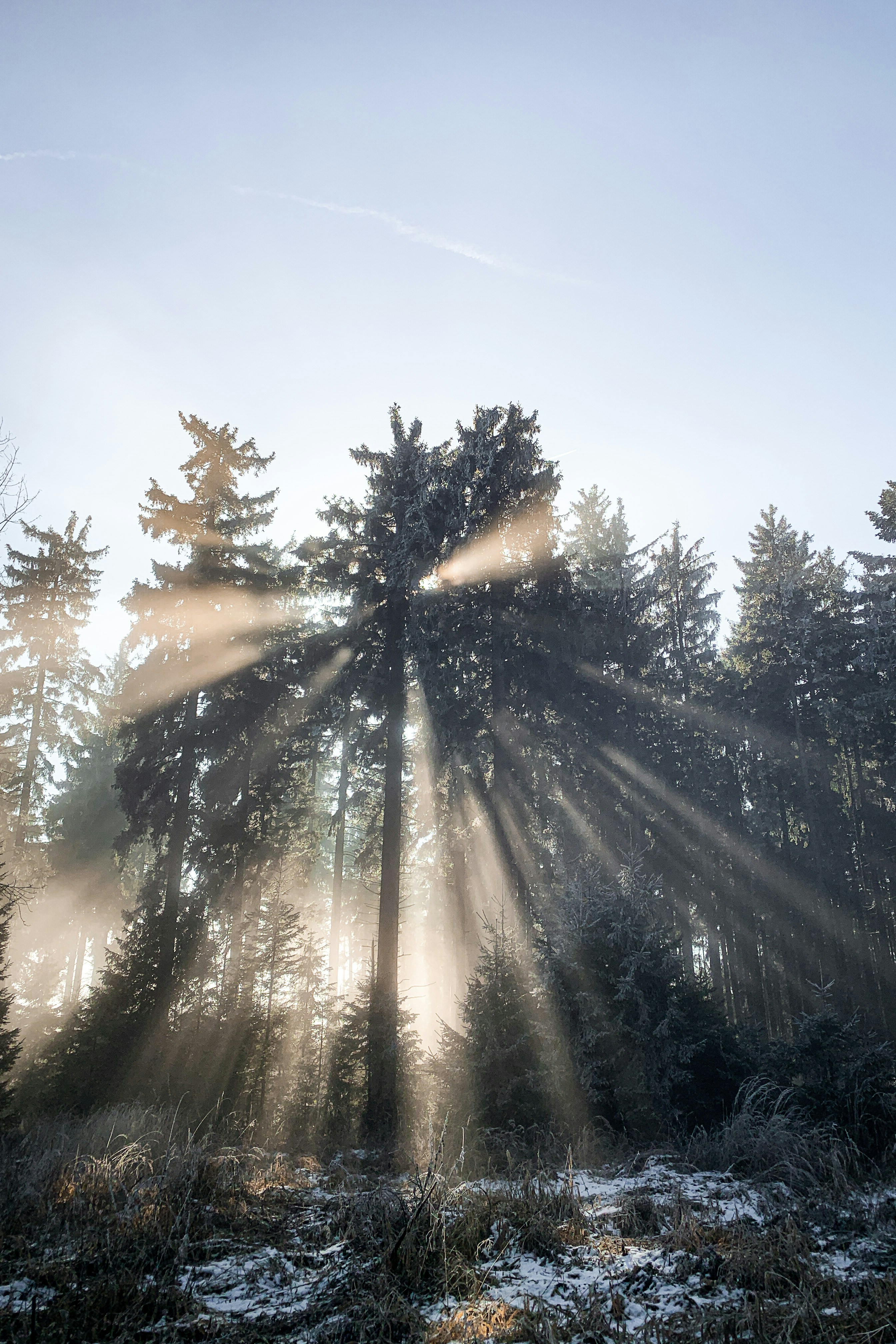 Sun rays coming through trees photo – Free Grey Image on Unsplash