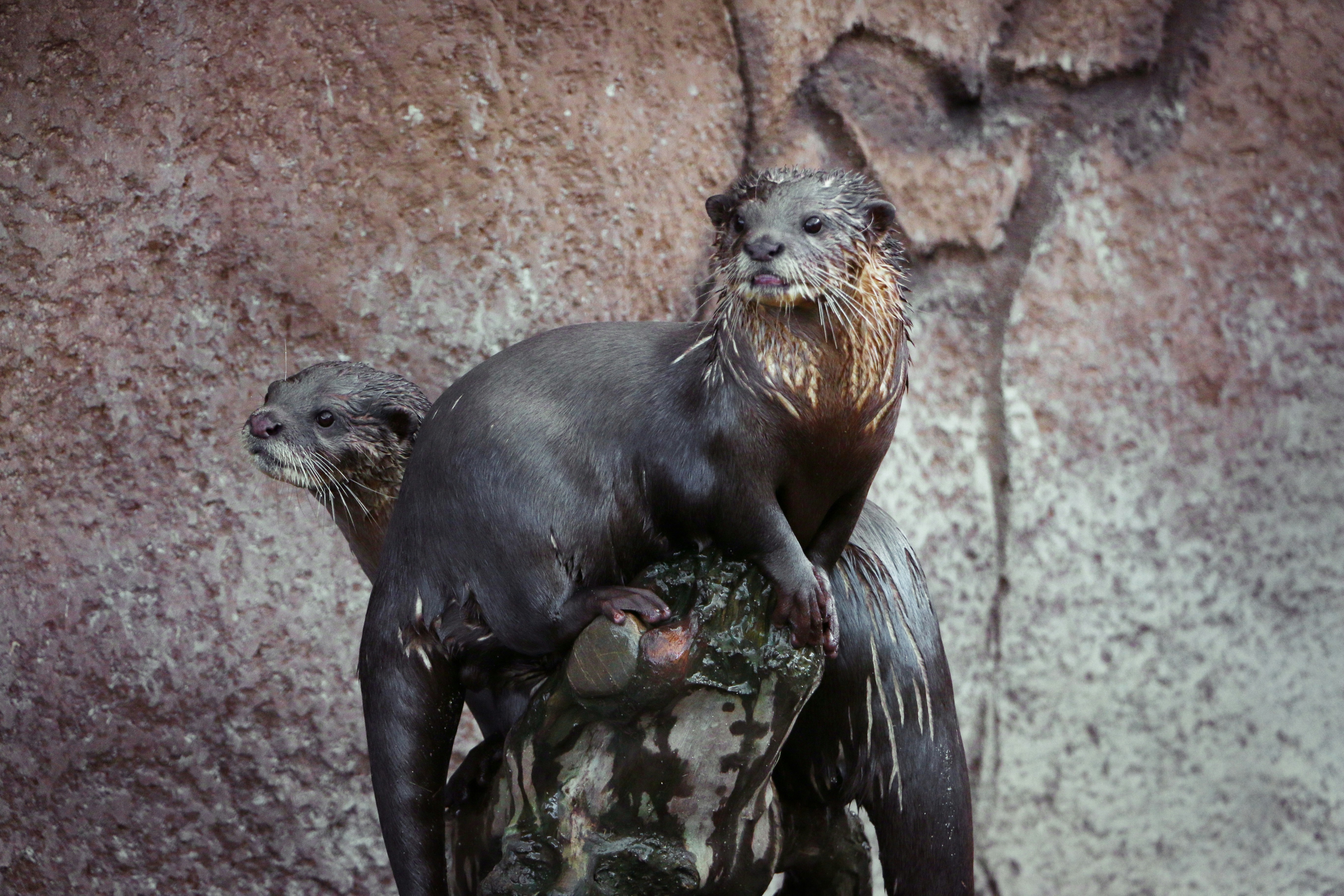 Two otters perched on a rock, showcasing their playful nature against a textured backdrop. Their wet fur glistens as they interact with each other.