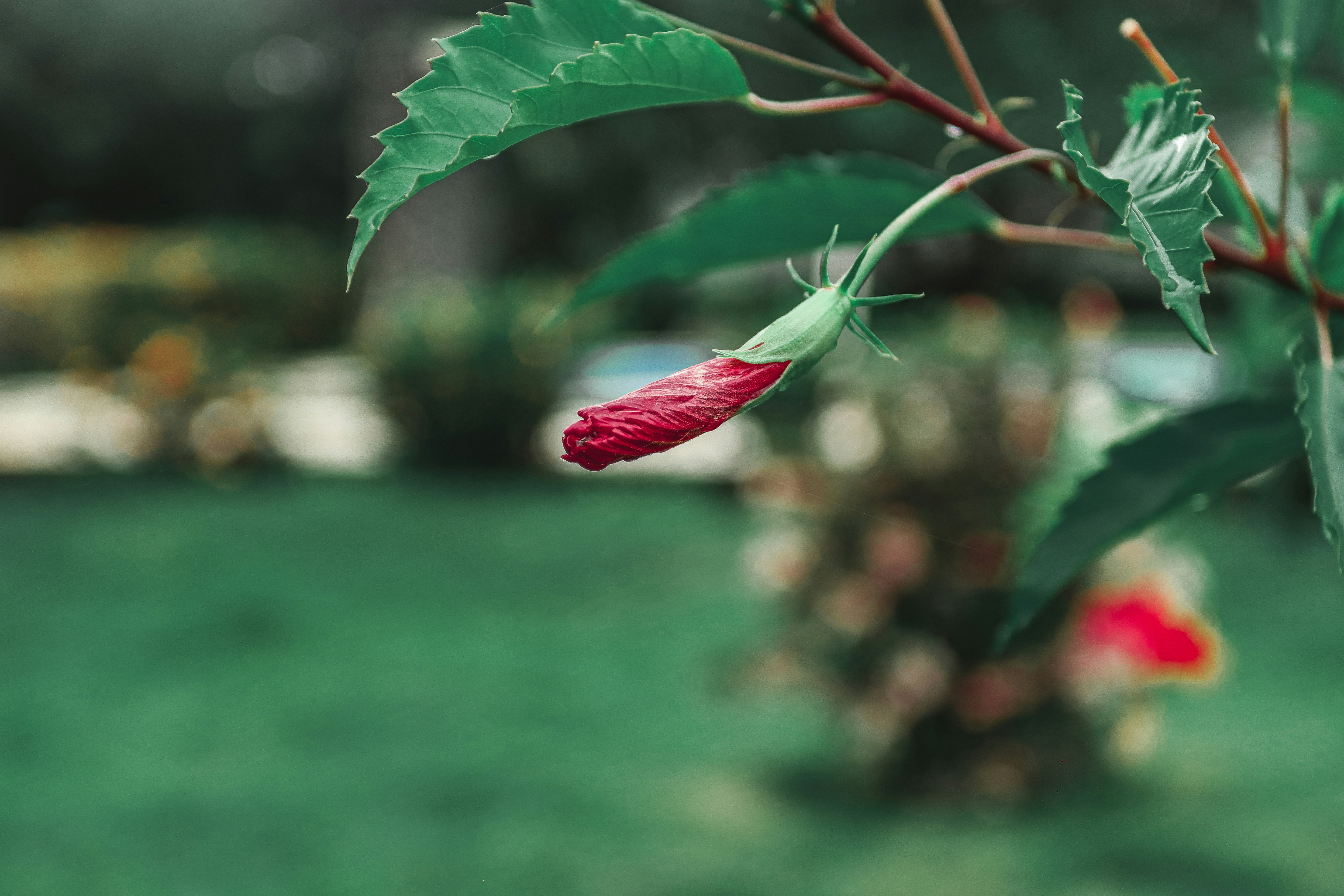 Crimson Bud on a Velvet-green Bokeh Stage