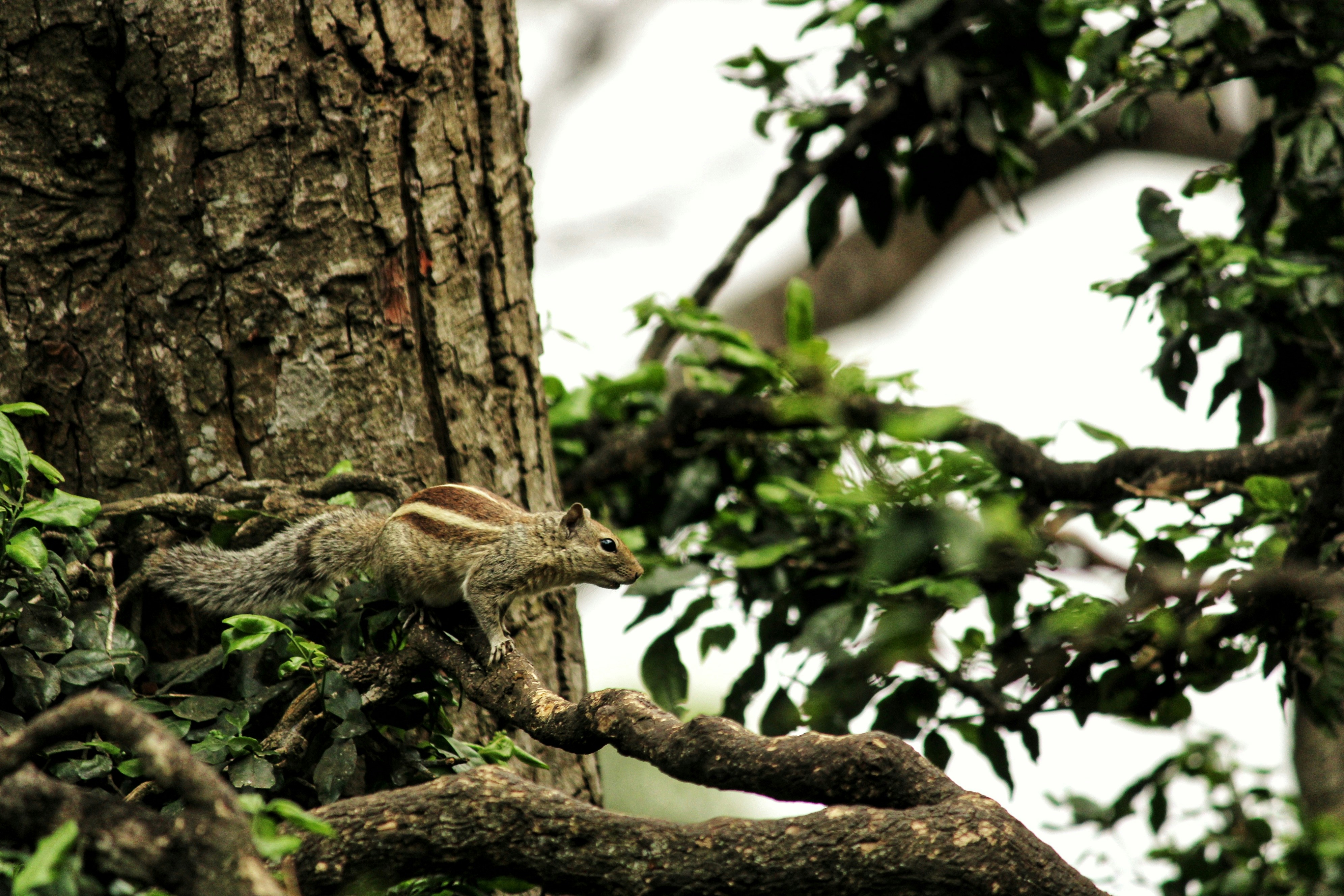Squirrel on a Mossy Branch: a Quiet Moment in Sun-Dappled Canopy