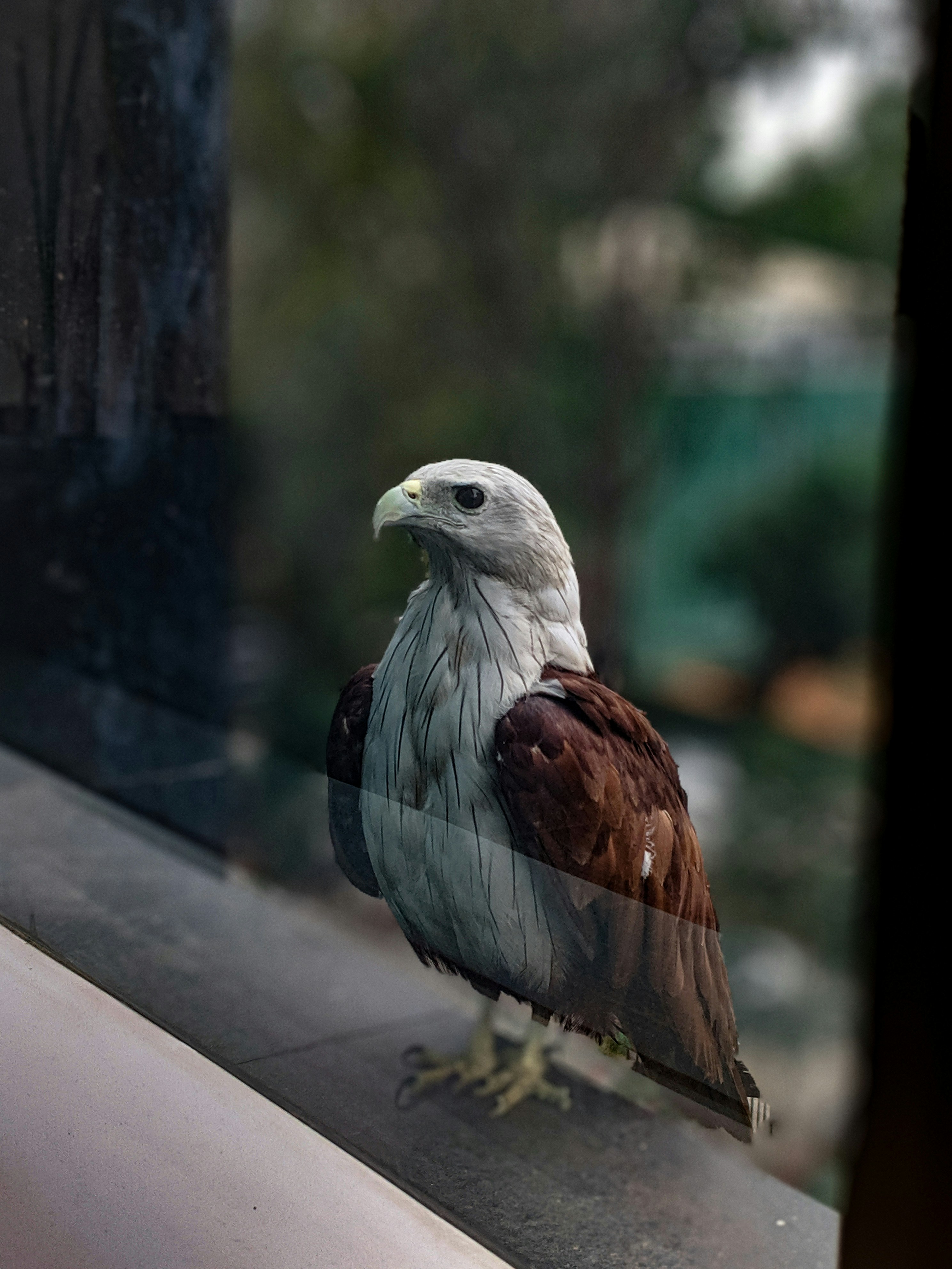 Raptor by the Window: A Steely-Eyed Portrait