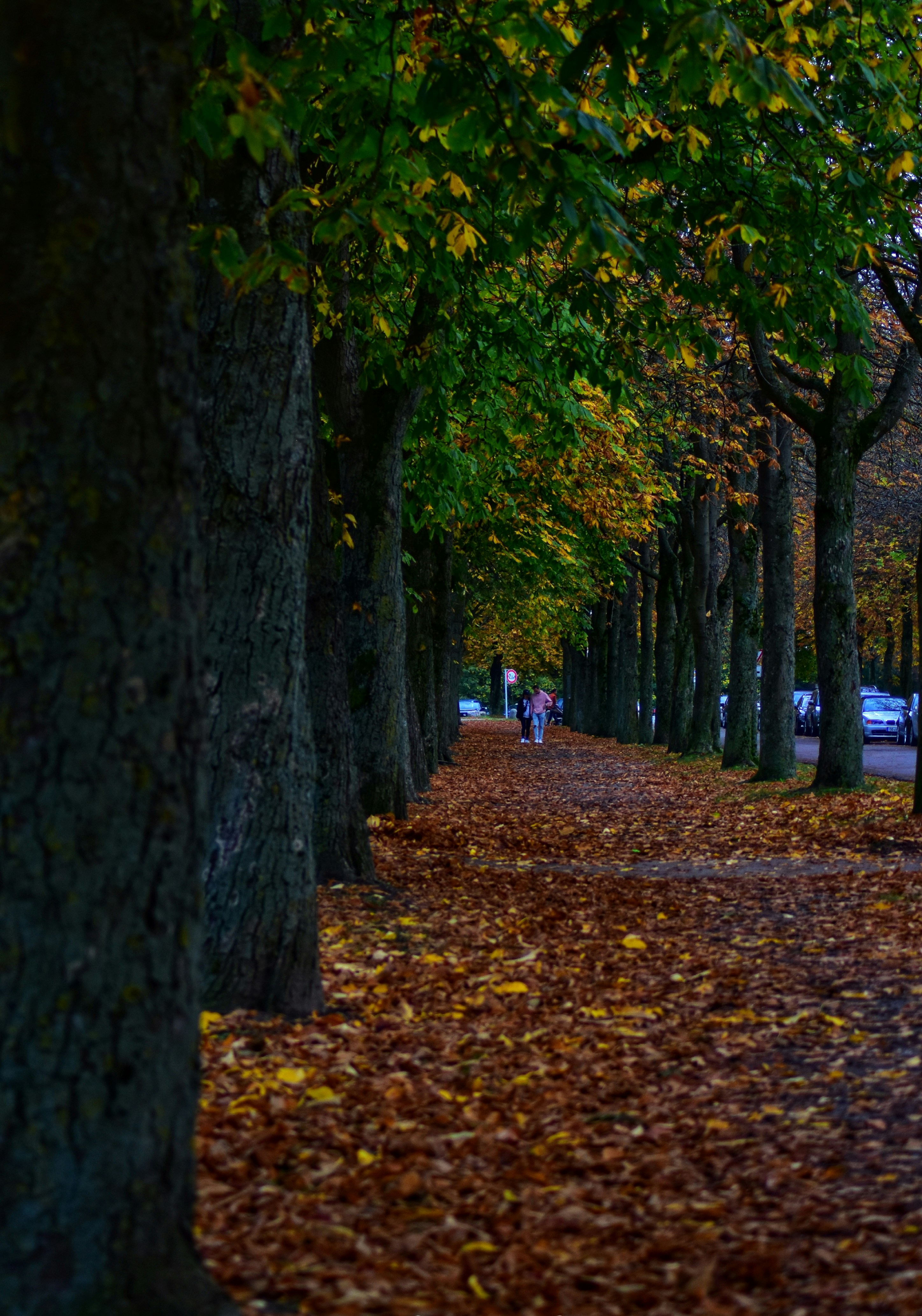 The one in sympathy with nature, enjoys all seasons.
 | people walking on pathway between trees during daytime