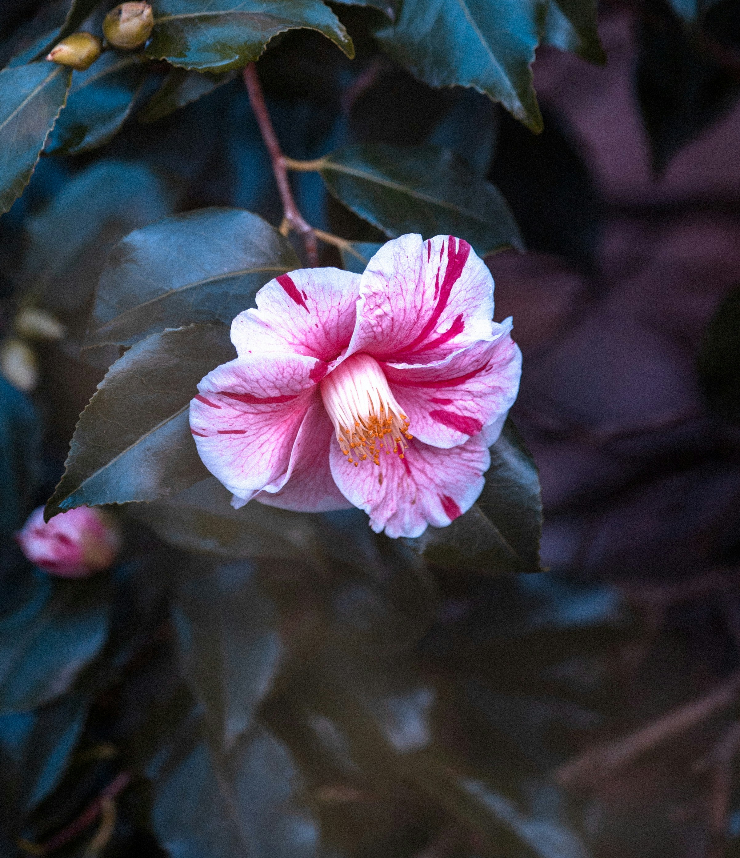 Veined Hibiscus in Velvet Green