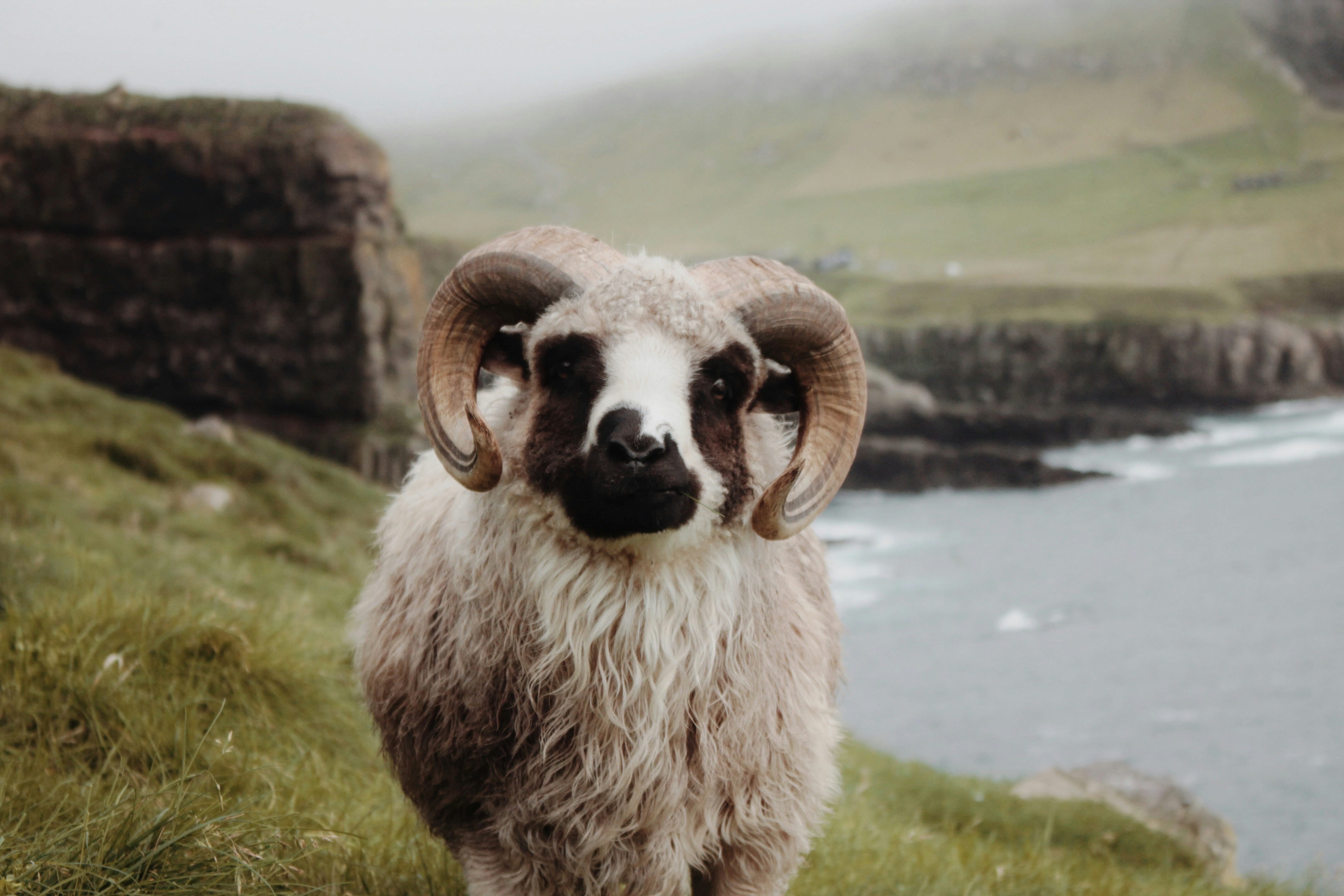 White ram on green grass field during daytime photo – Free Animal Image ...