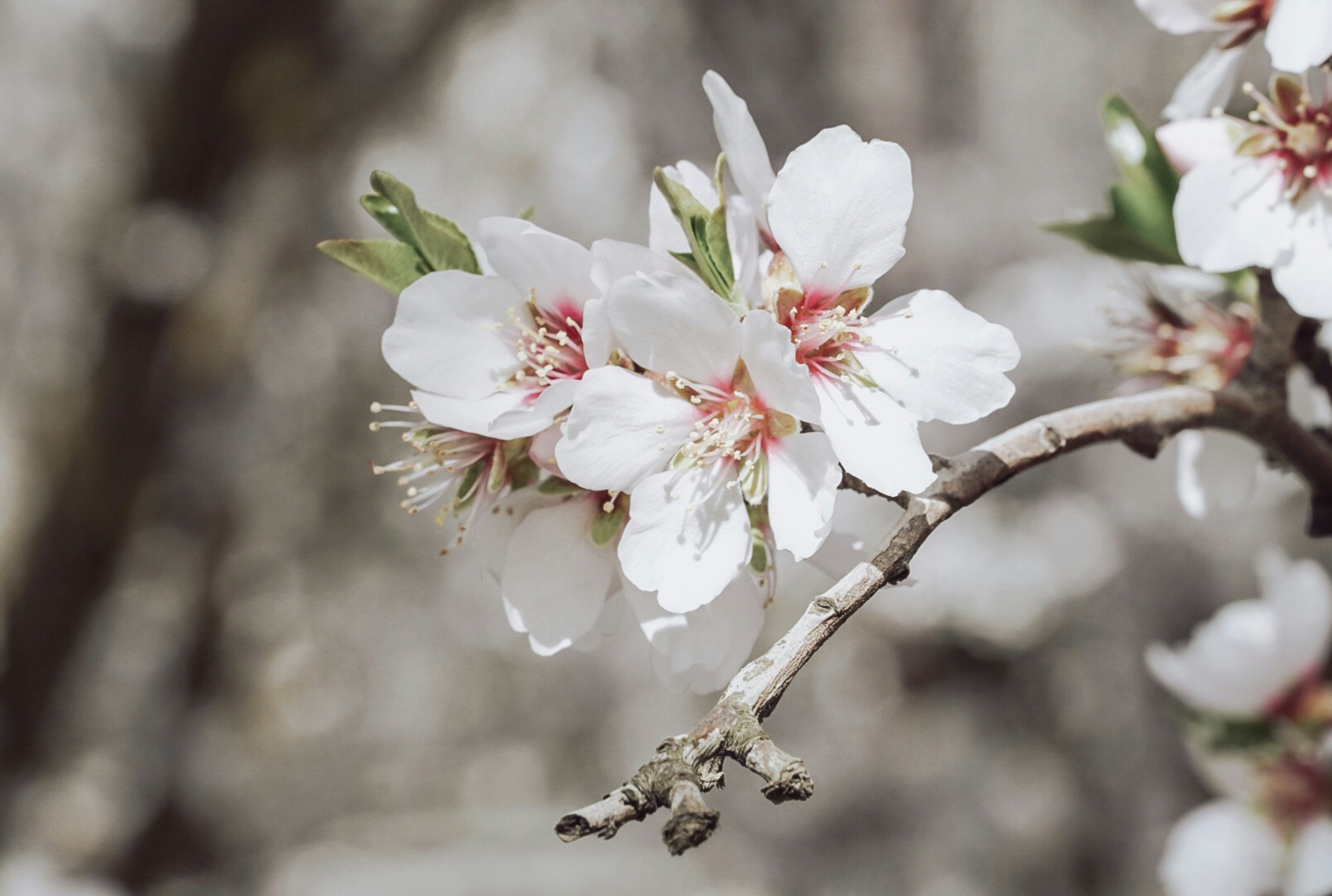 Whispers on a Weathered Branch: Close-Up of White Almond Blossoms