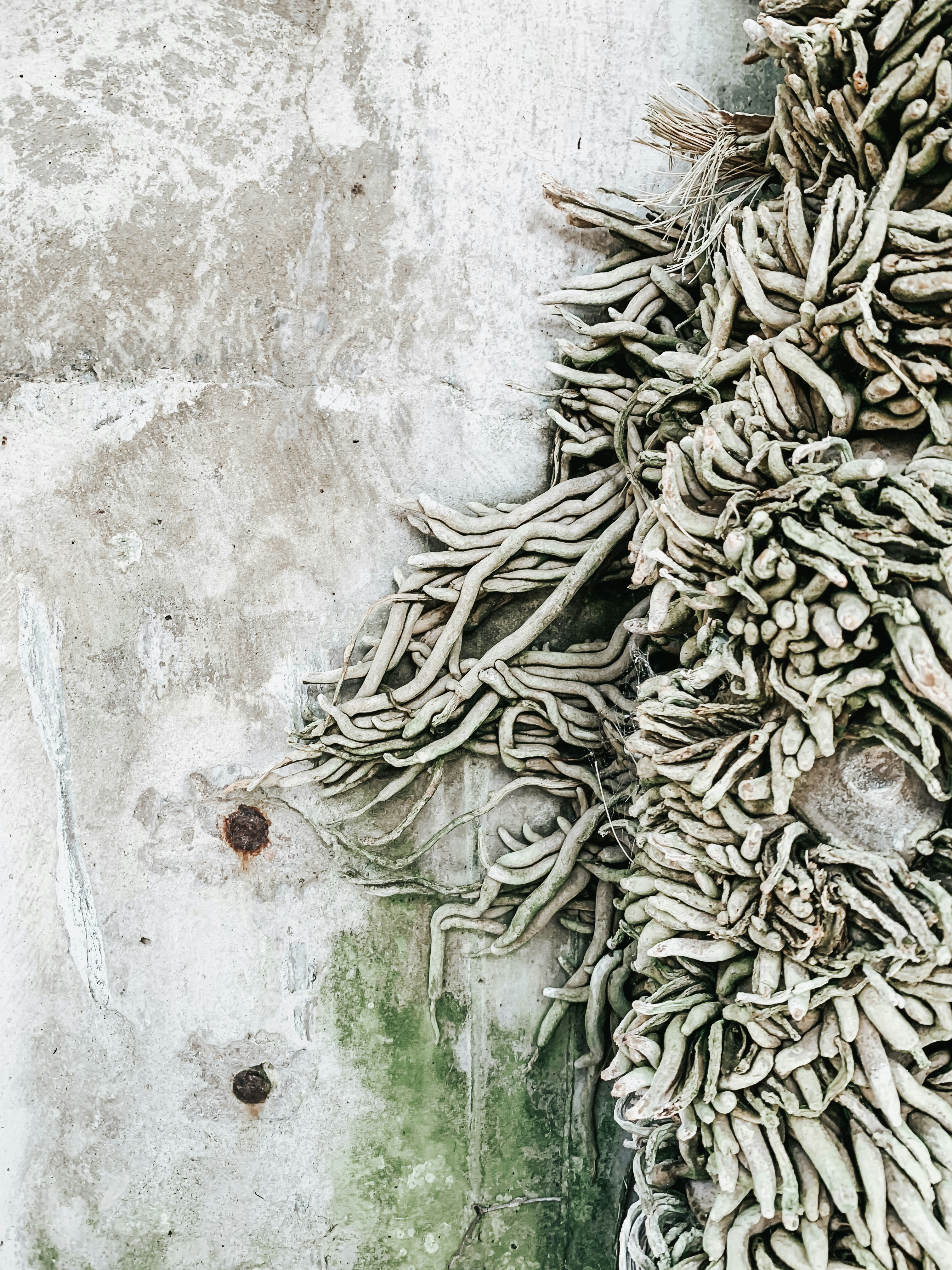 Rooted Echoes Along a Weathered Wall