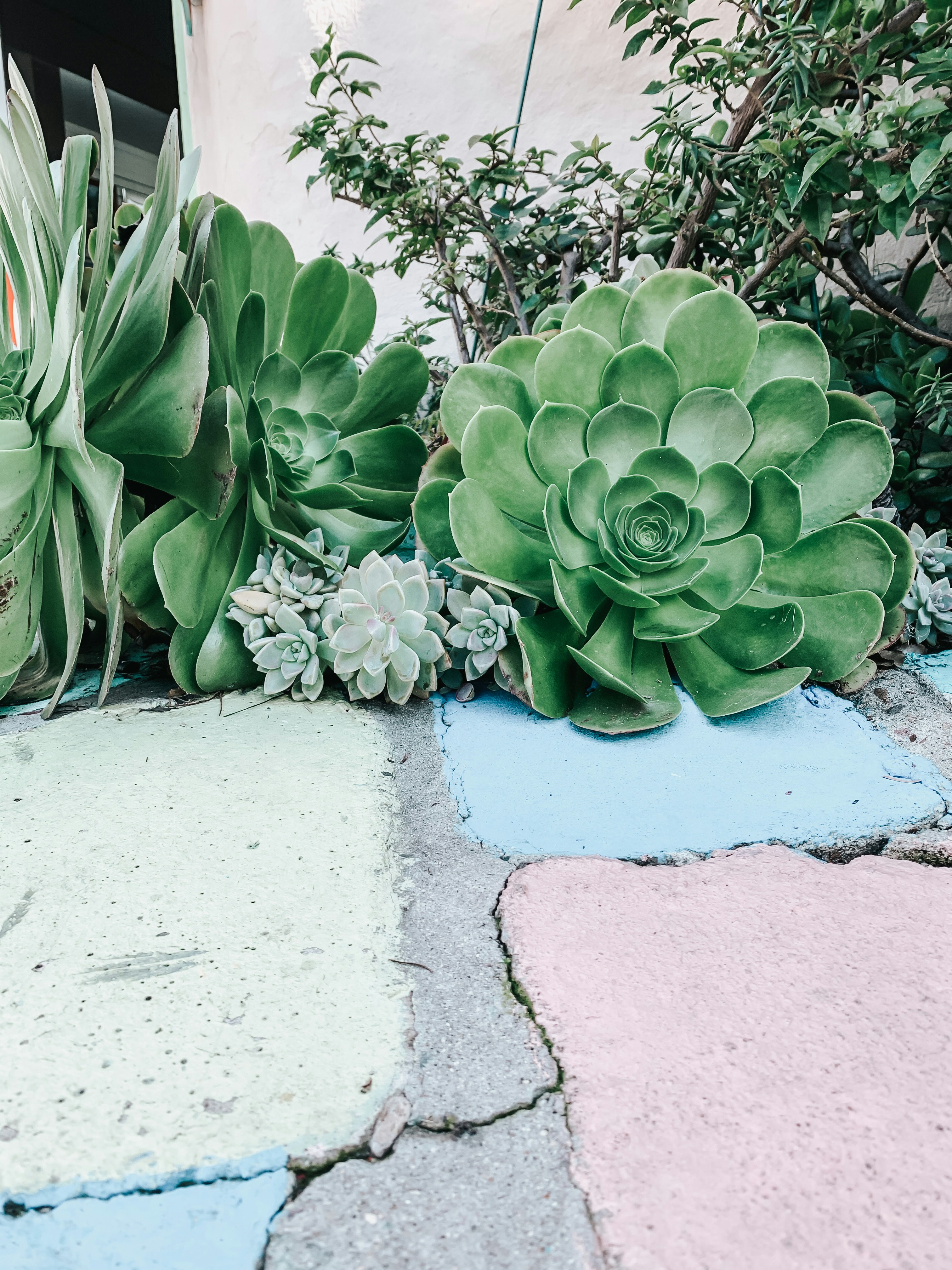 Succulent Terrace: Green Rosettes Amid Pastel Pavement