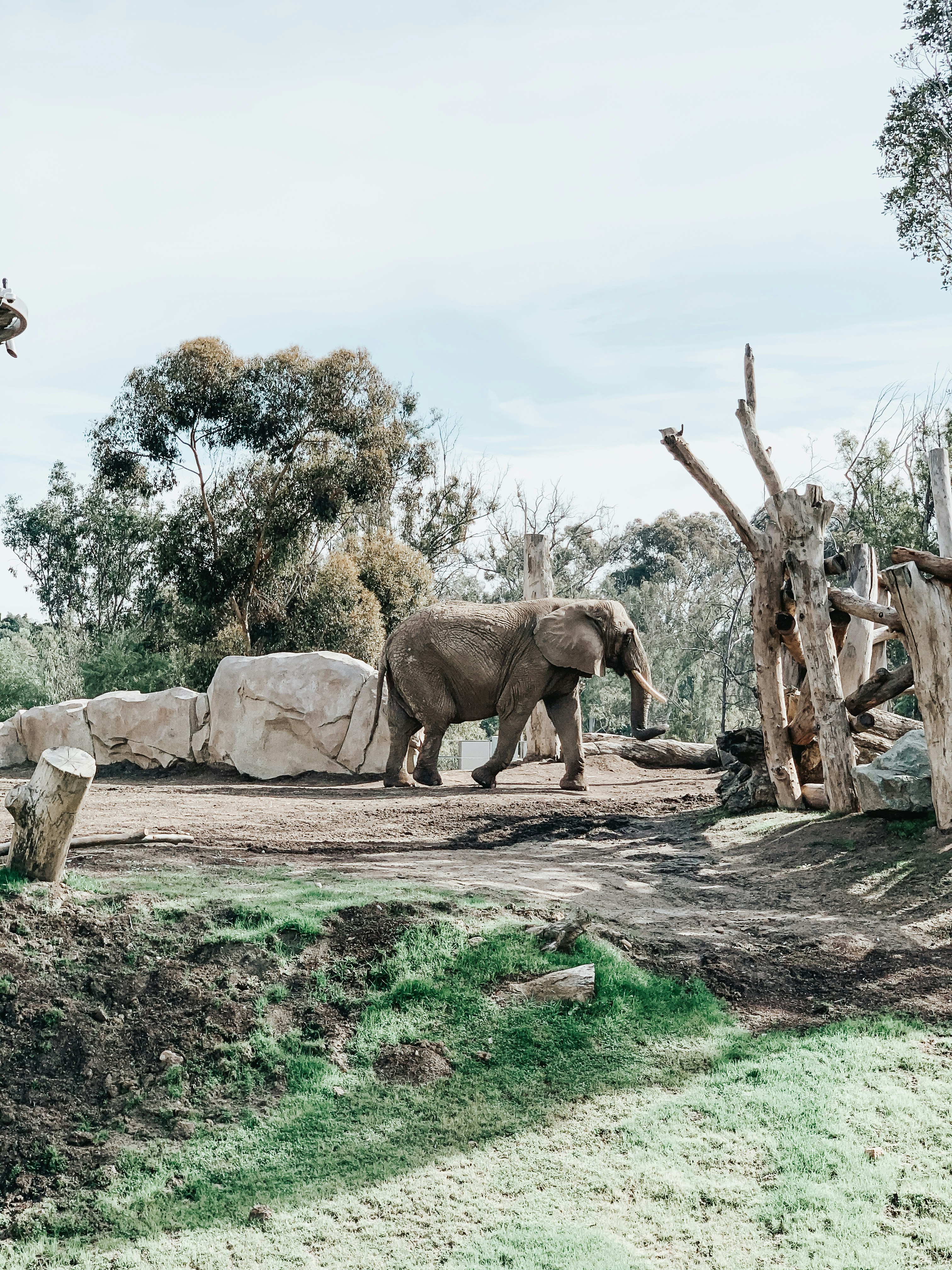 elephant and elephant walking on dirt road during daytime