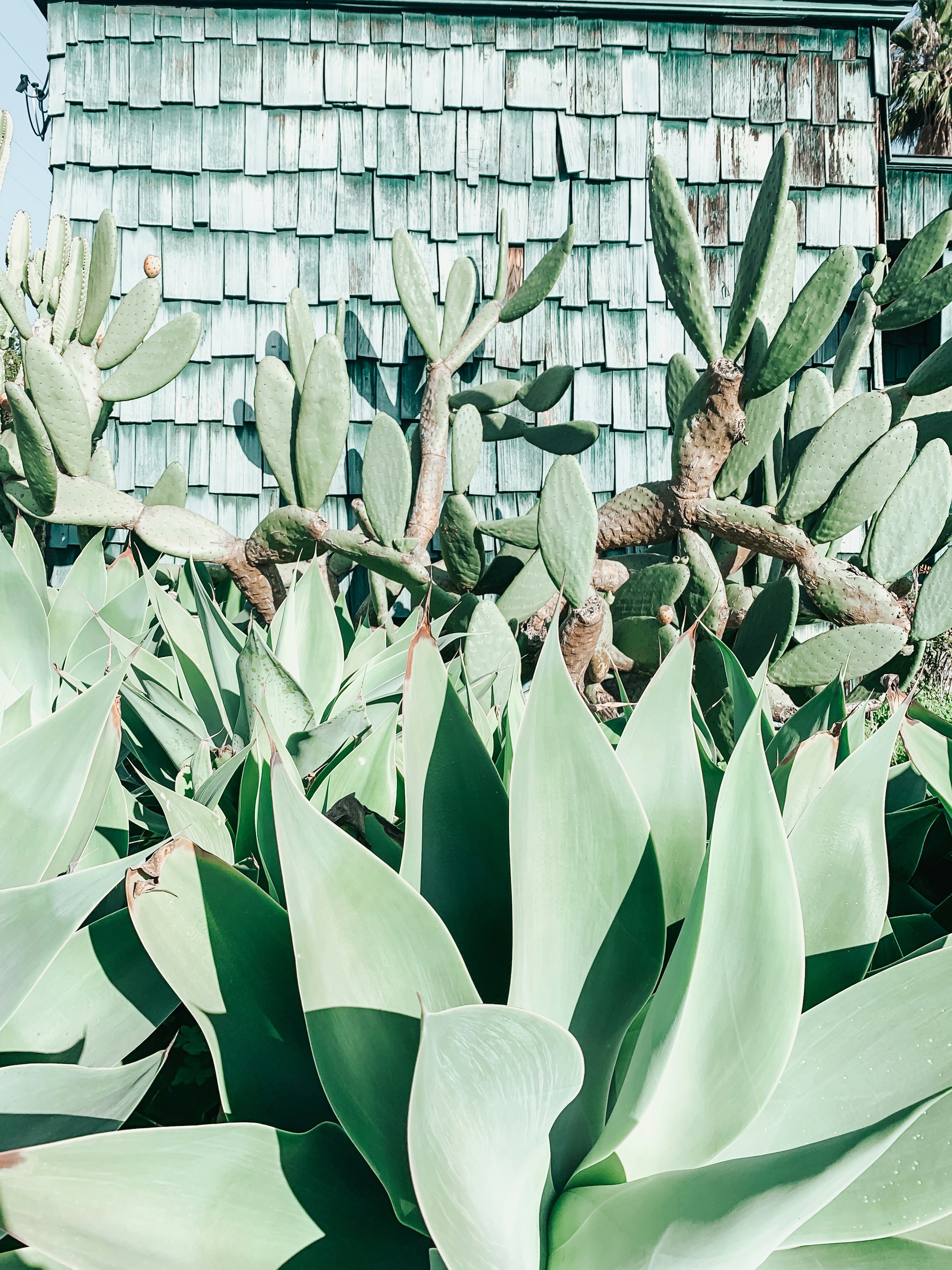 Lush succulent plants in the foreground contrasting against a weathered green shingle wall in the background.