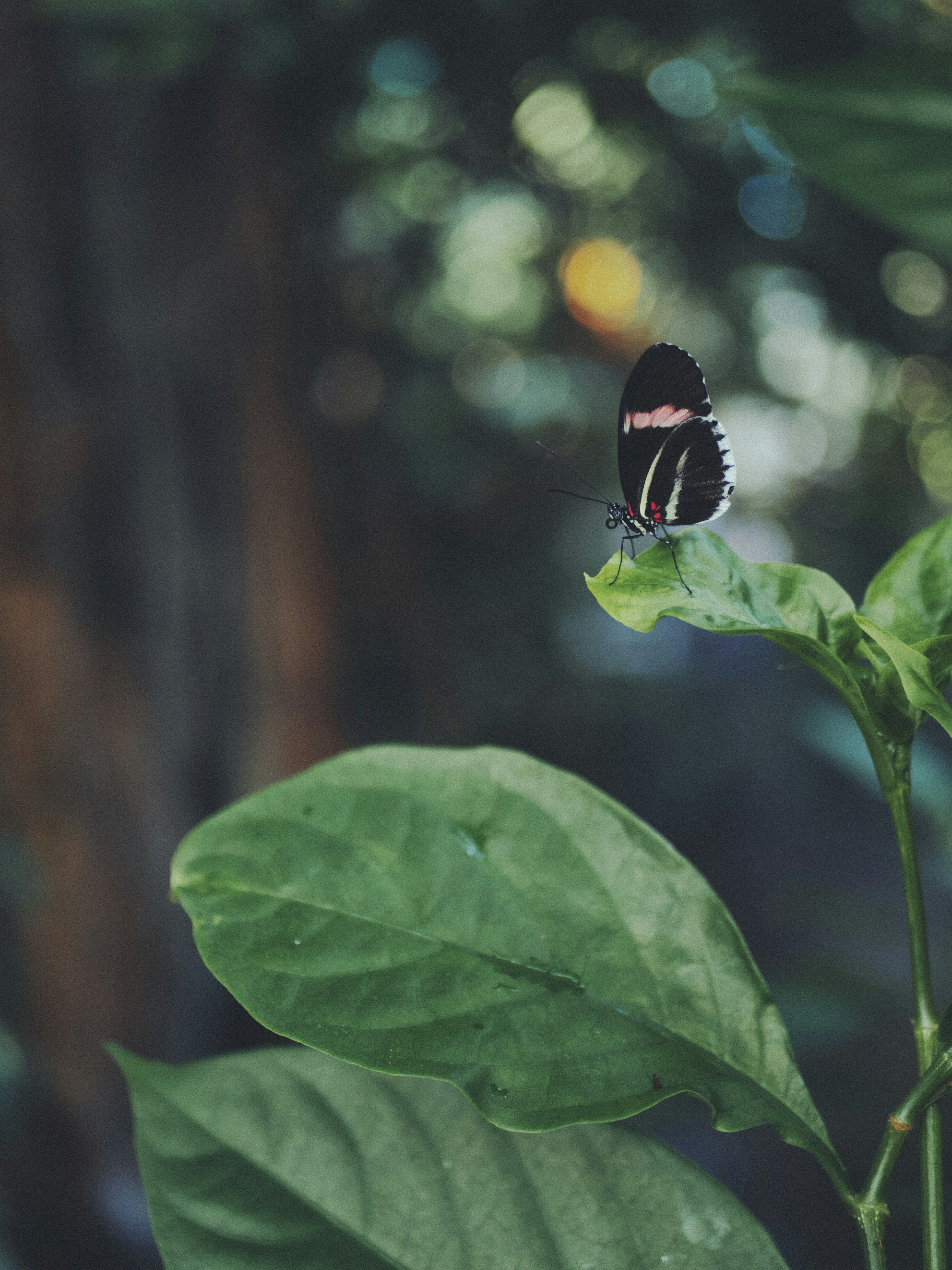 Black and white butterfly perched on green leaf in close up photography ...
