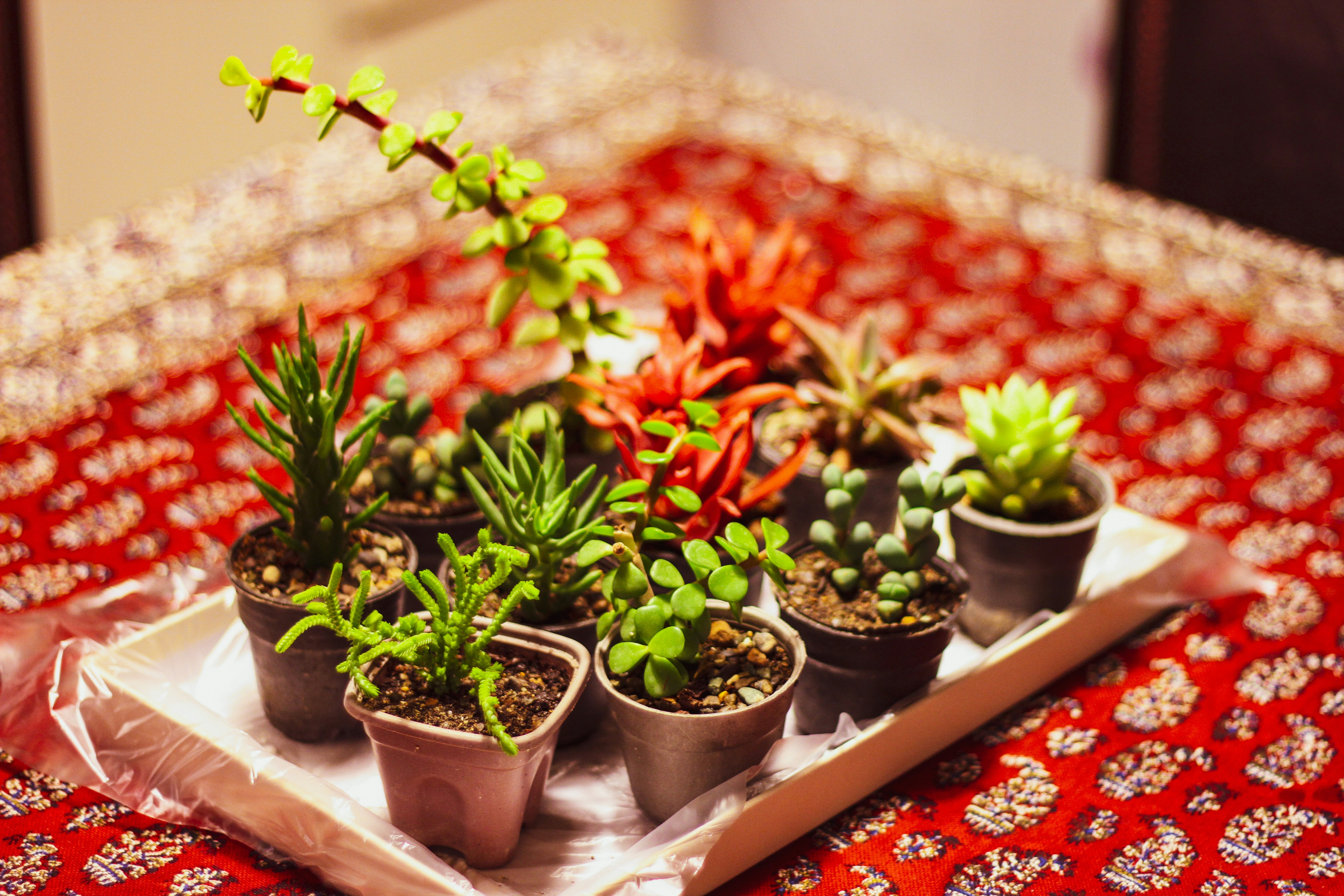 Colorful assortment of potted succulents arranged on a decorative tray against a vibrant patterned backdrop.