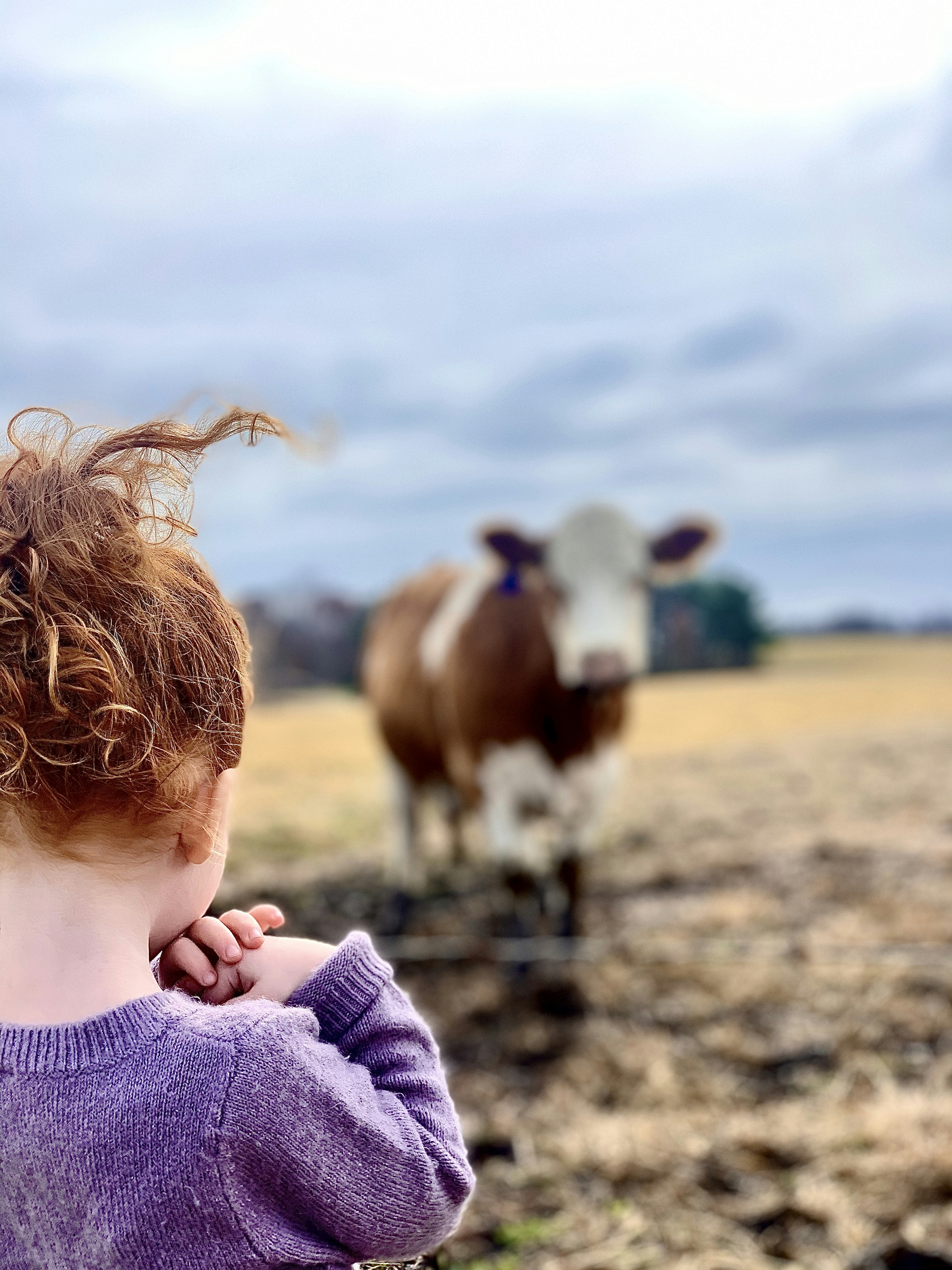 Close-Frame Curiosity: Child in Purple, Distant Cow in Blur