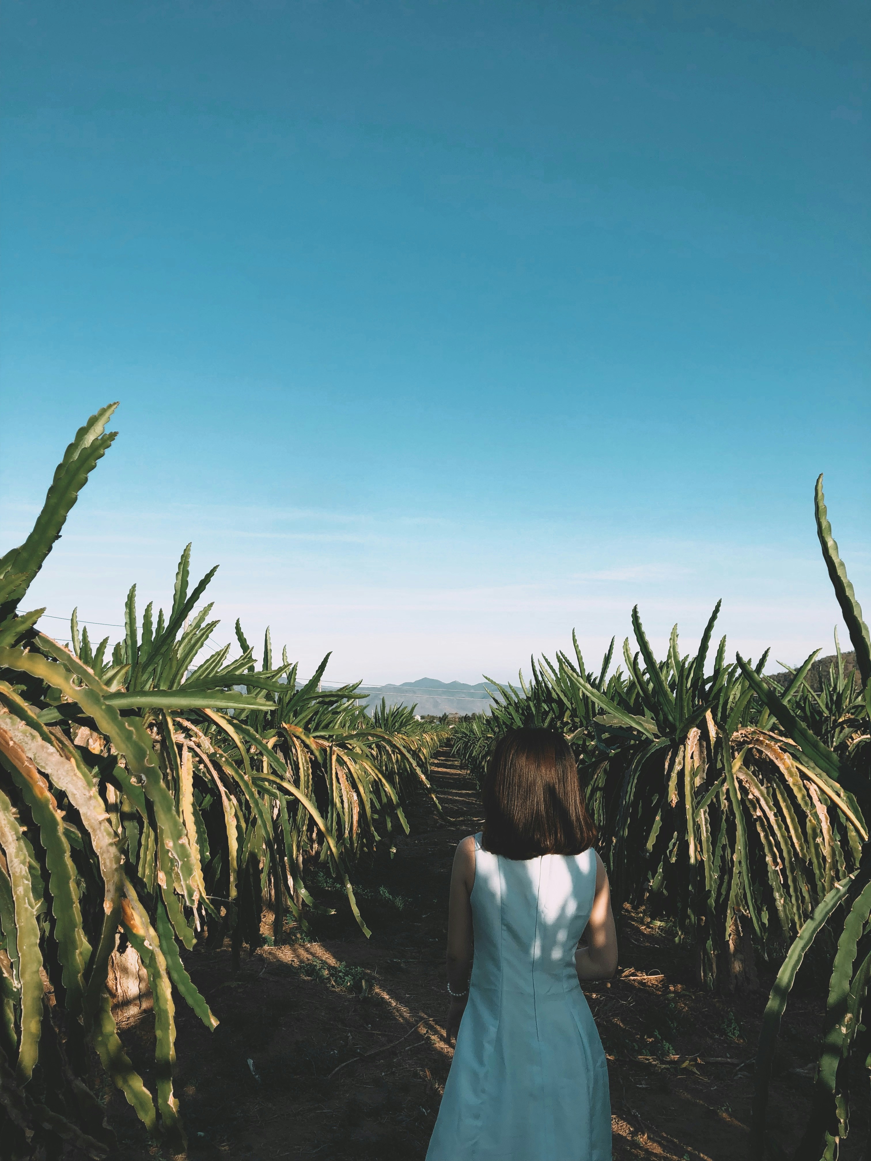 White-dress Wanderer in an Agave Alley Beneath a Cerulean Sky