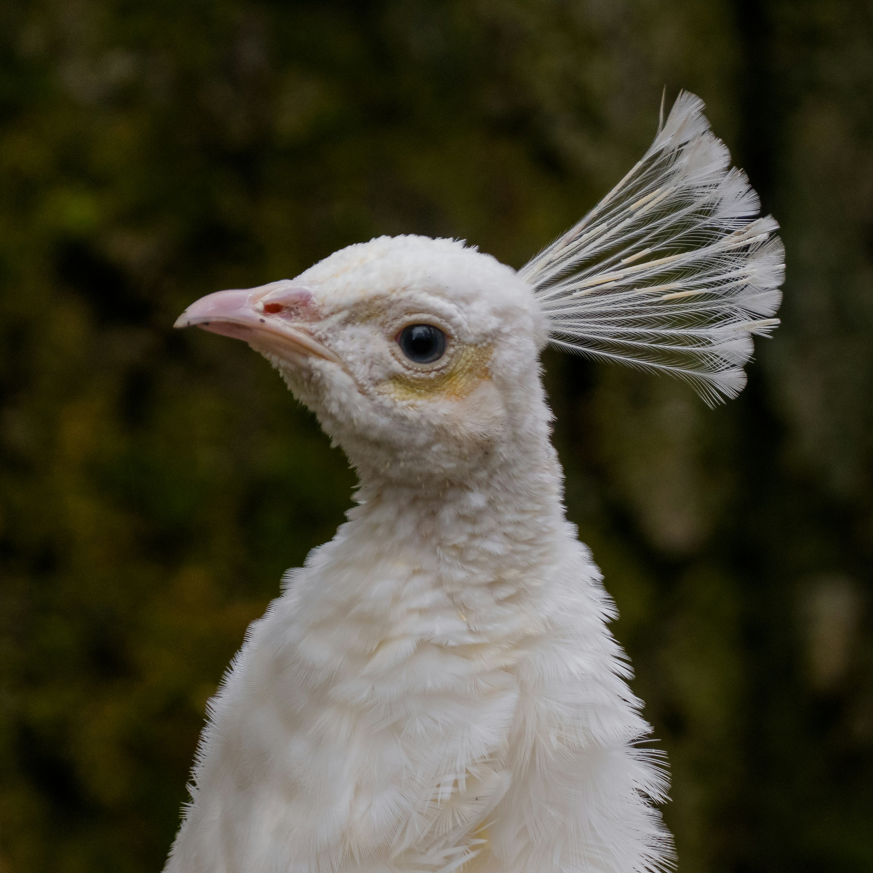Close-up of a white peafowl with delicate feathers, showcasing its unique features against a blurred natural backdrop.