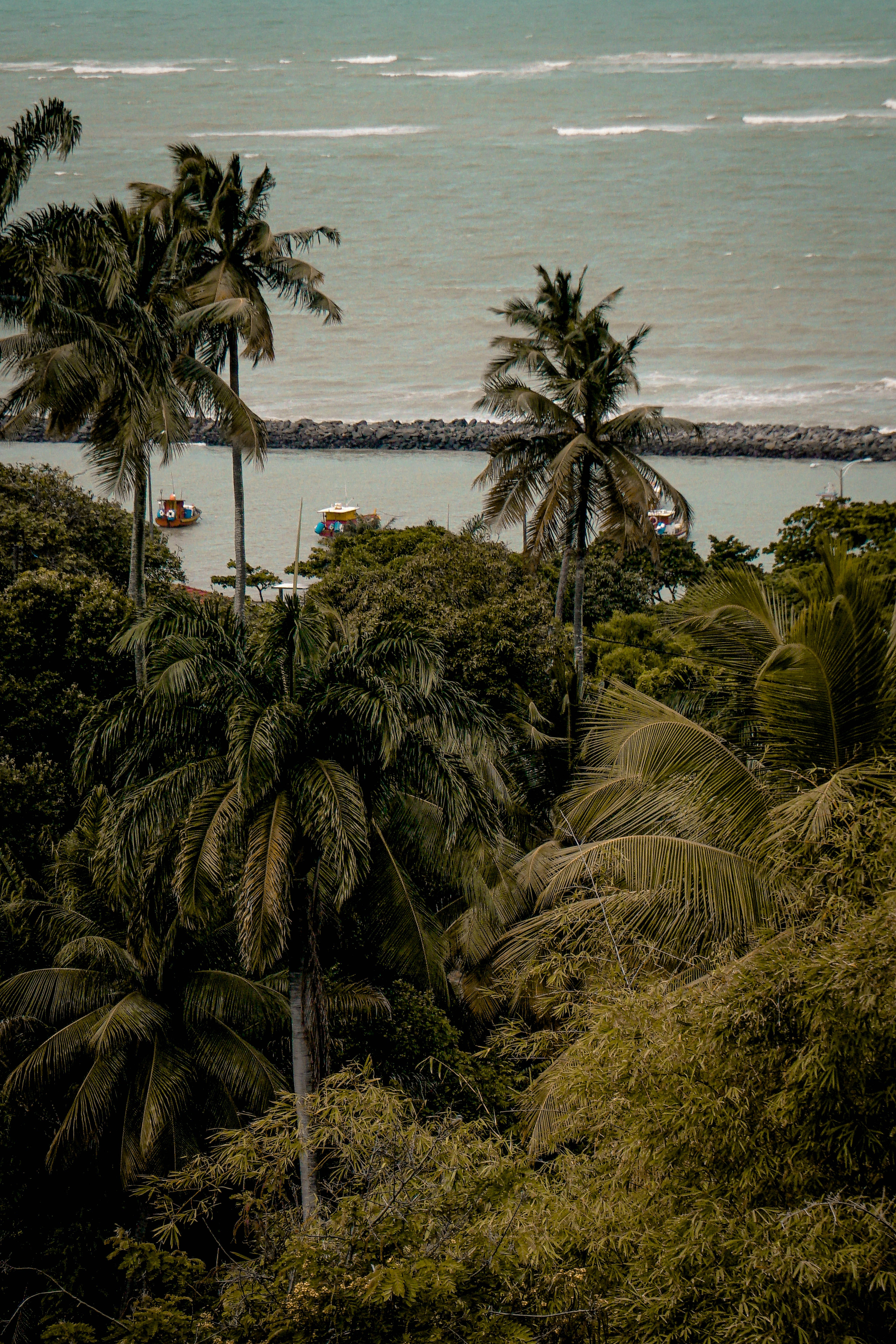 Coastal Canopy: A Palm-Dotted Quiet by the Sea