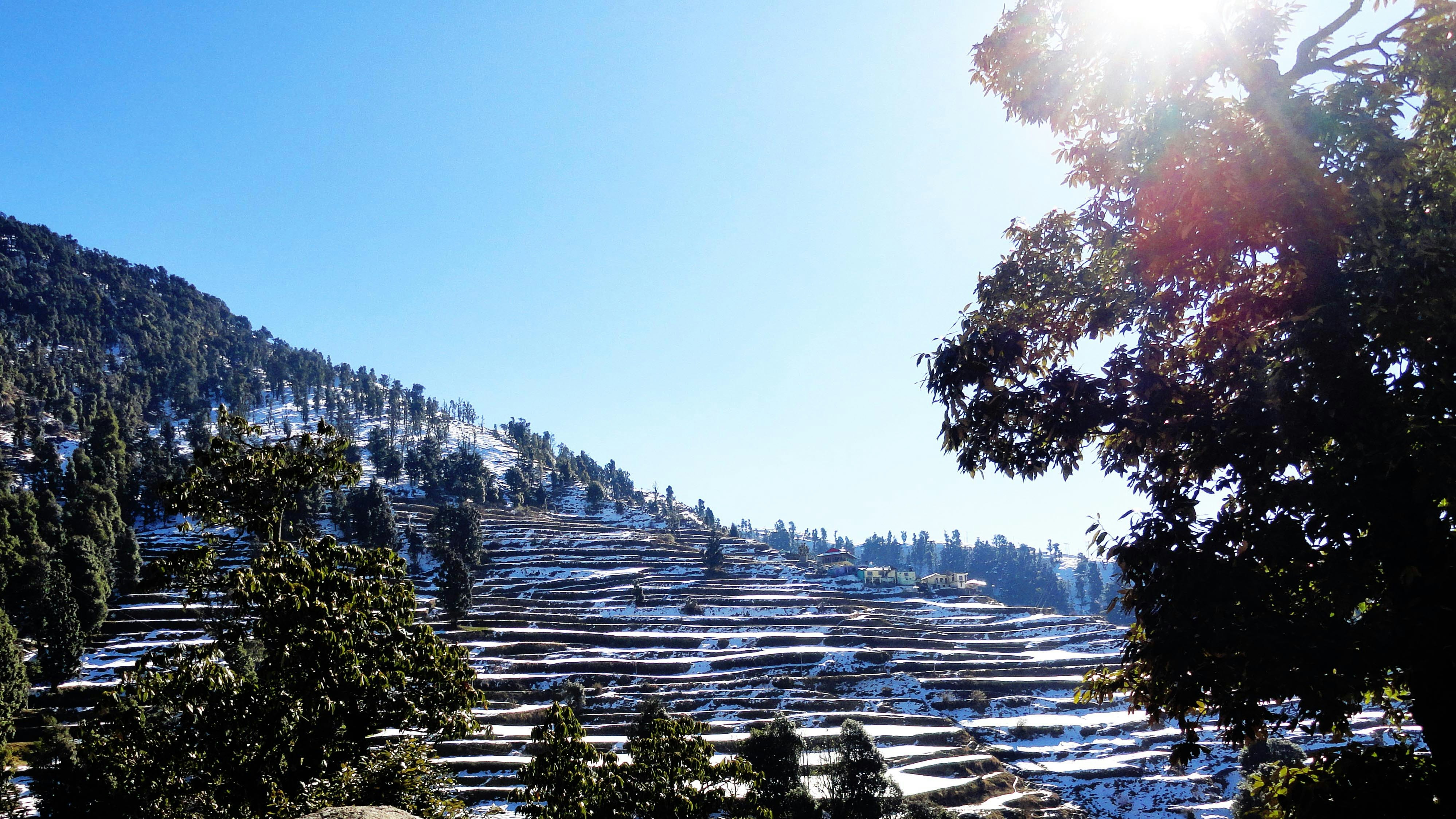 Sunlight brightens snow-laden terraced fields bordered by evergreen trees.