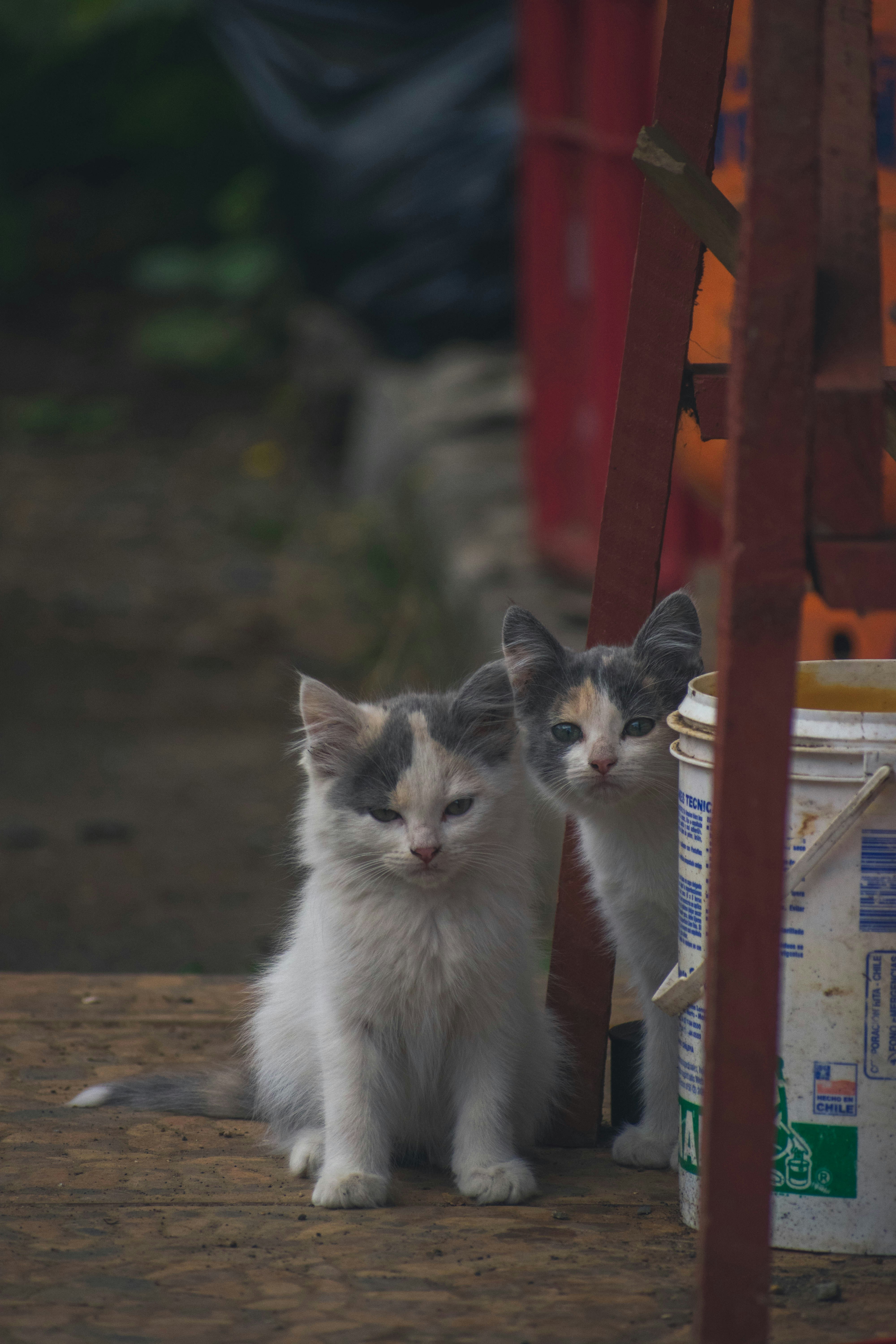Two Curious Orphans at the Edge of the Workshop