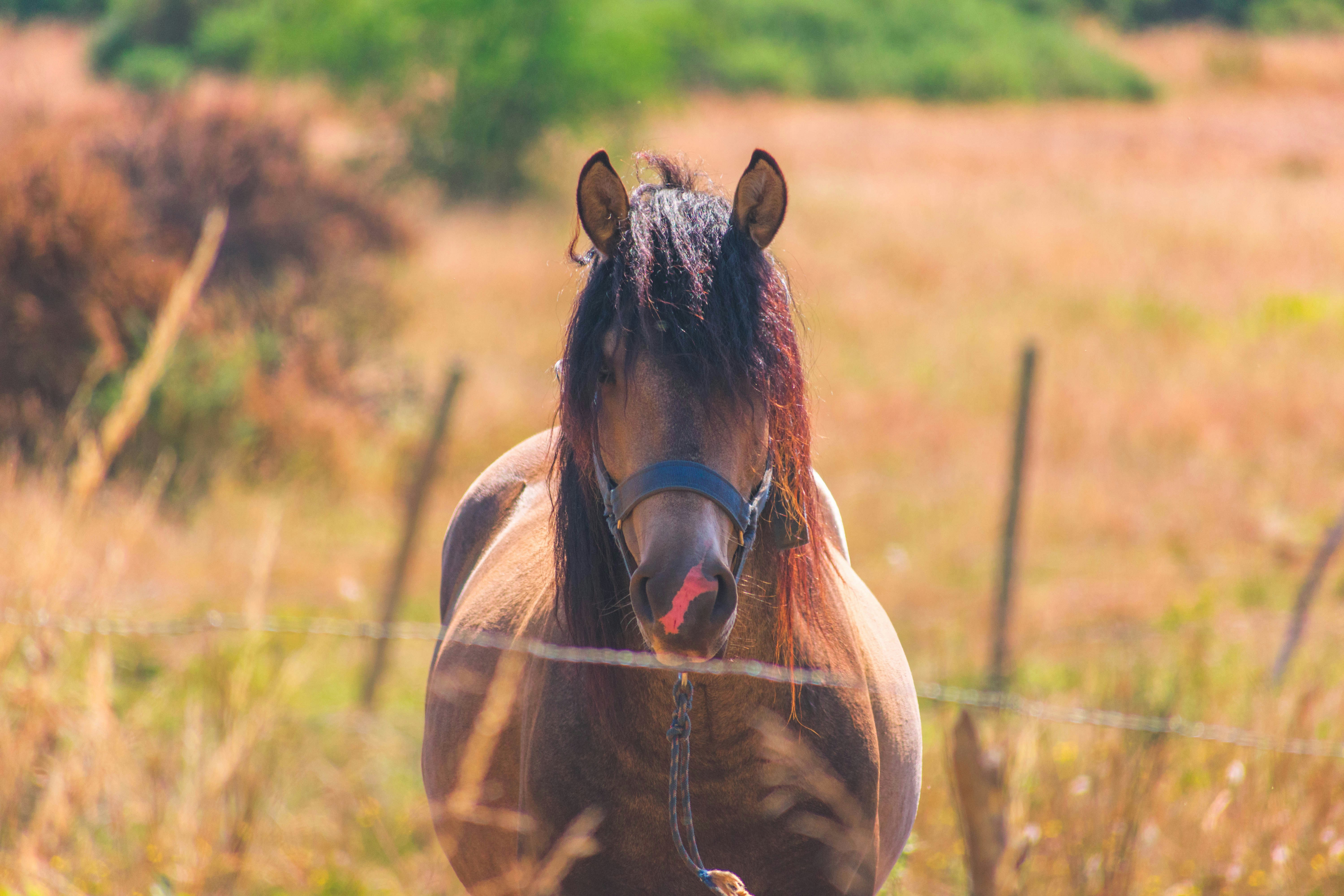 Horse standing behind a wire fence in a sunlit, grassy field.