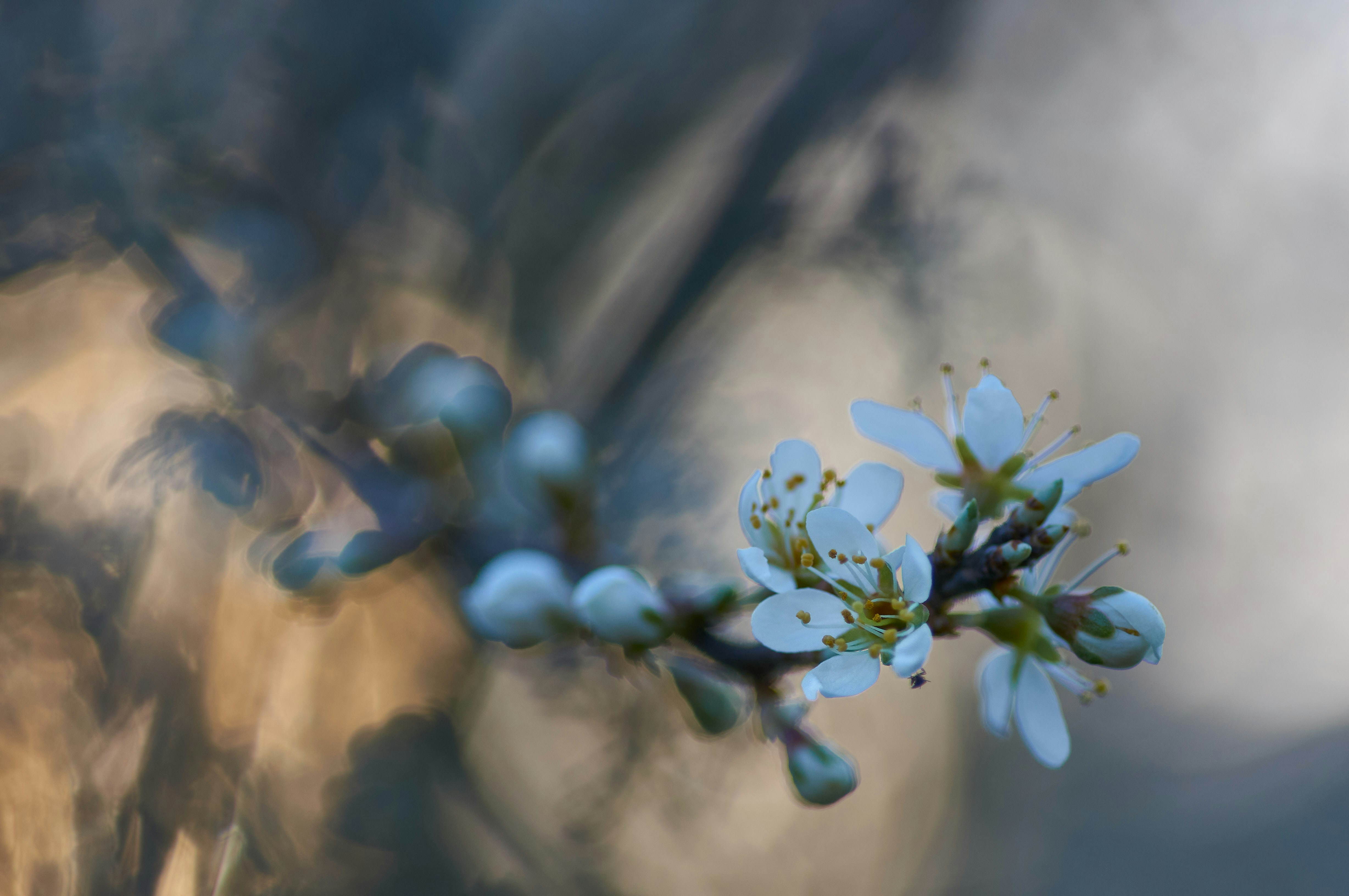 white flowers in tilt shift lens