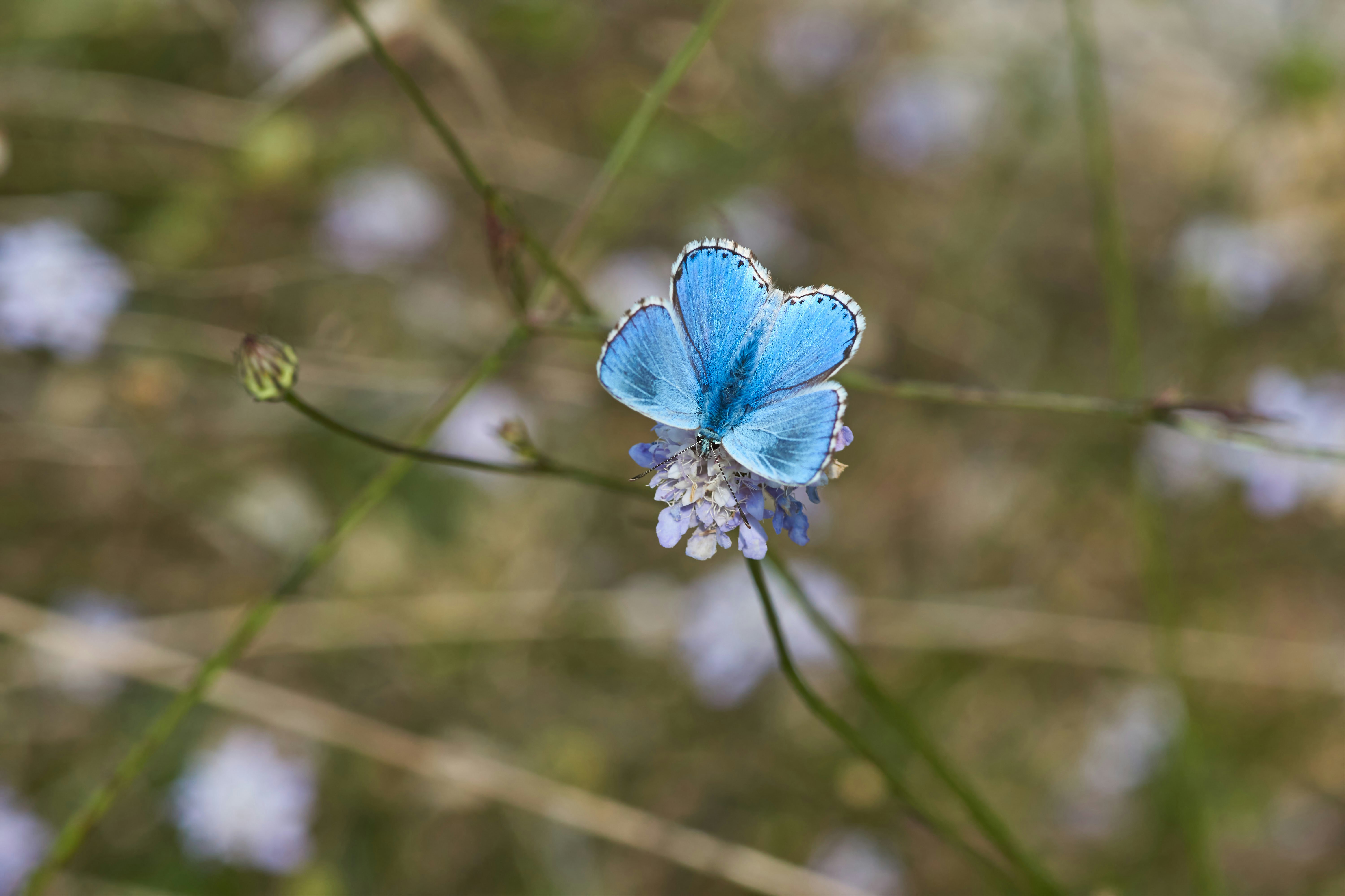 Azure Wing on a Lavender Thread: a micro-flower portrait