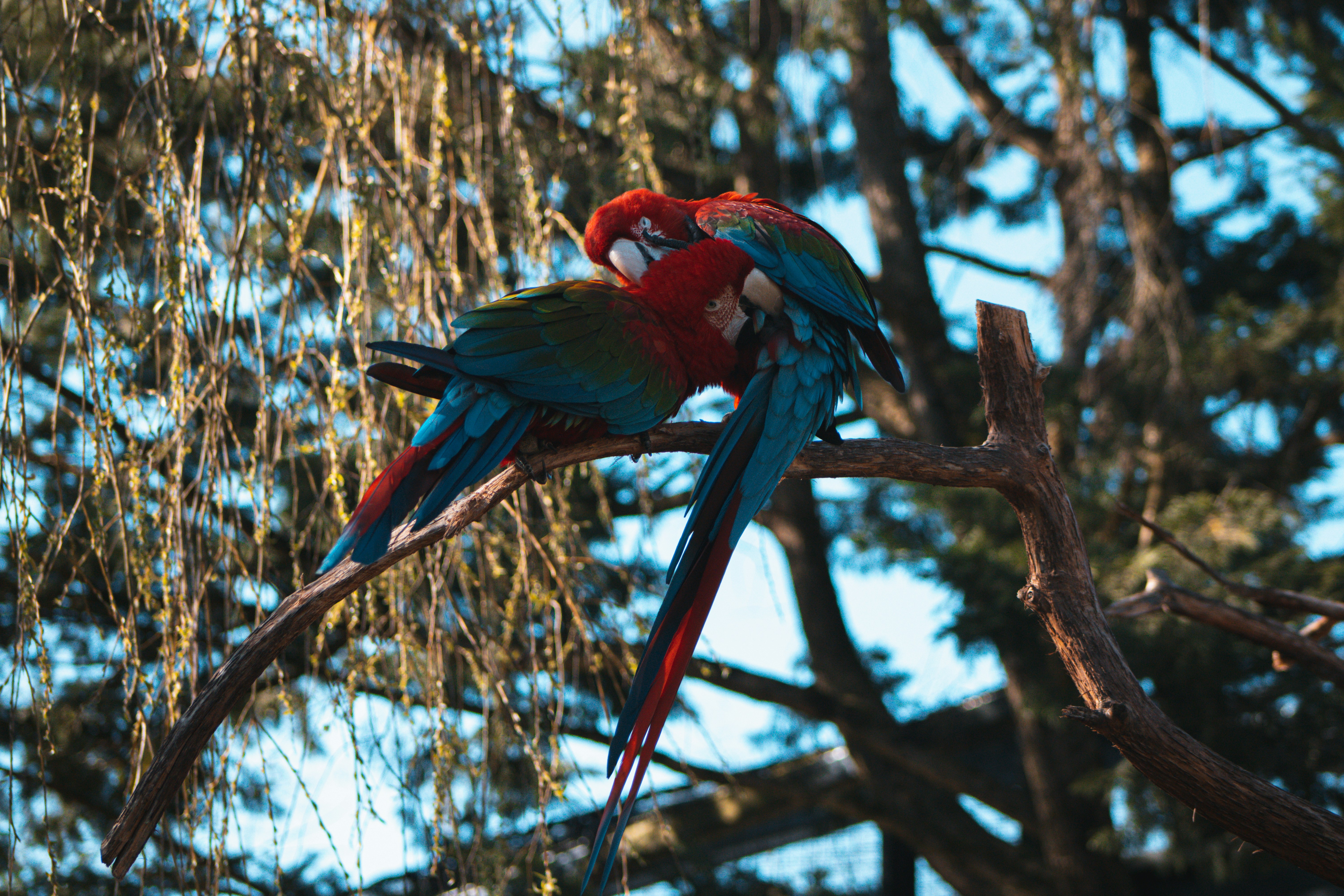 Crimson Macaws in a Sunlit Duet on a Weathered Branch