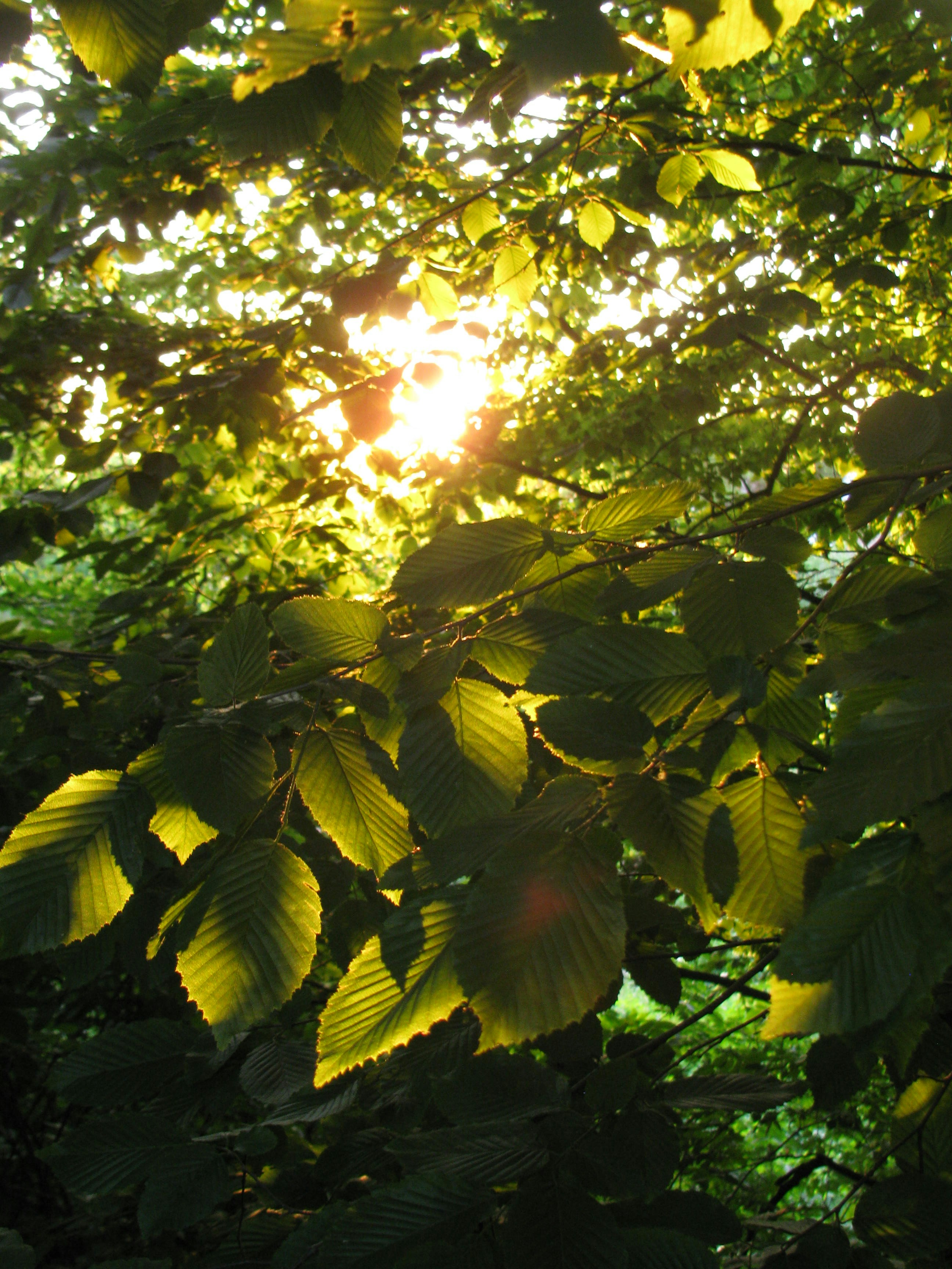 Sunlight filtering through lush green leaves, creating a vibrant interplay of light and shadow. The scene captures the essence of a serene woodland atmosphere.