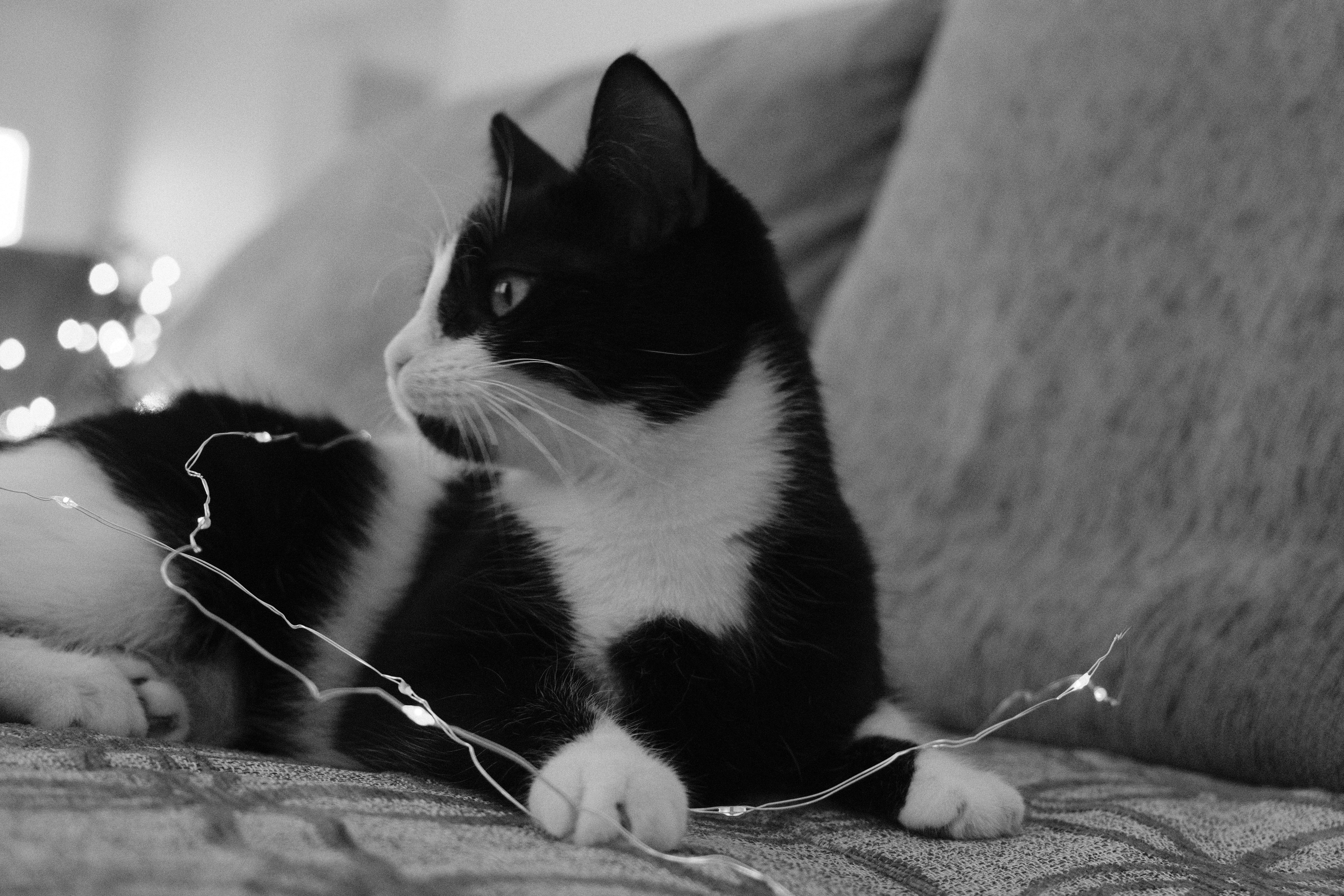tuxedo cat lying on textile