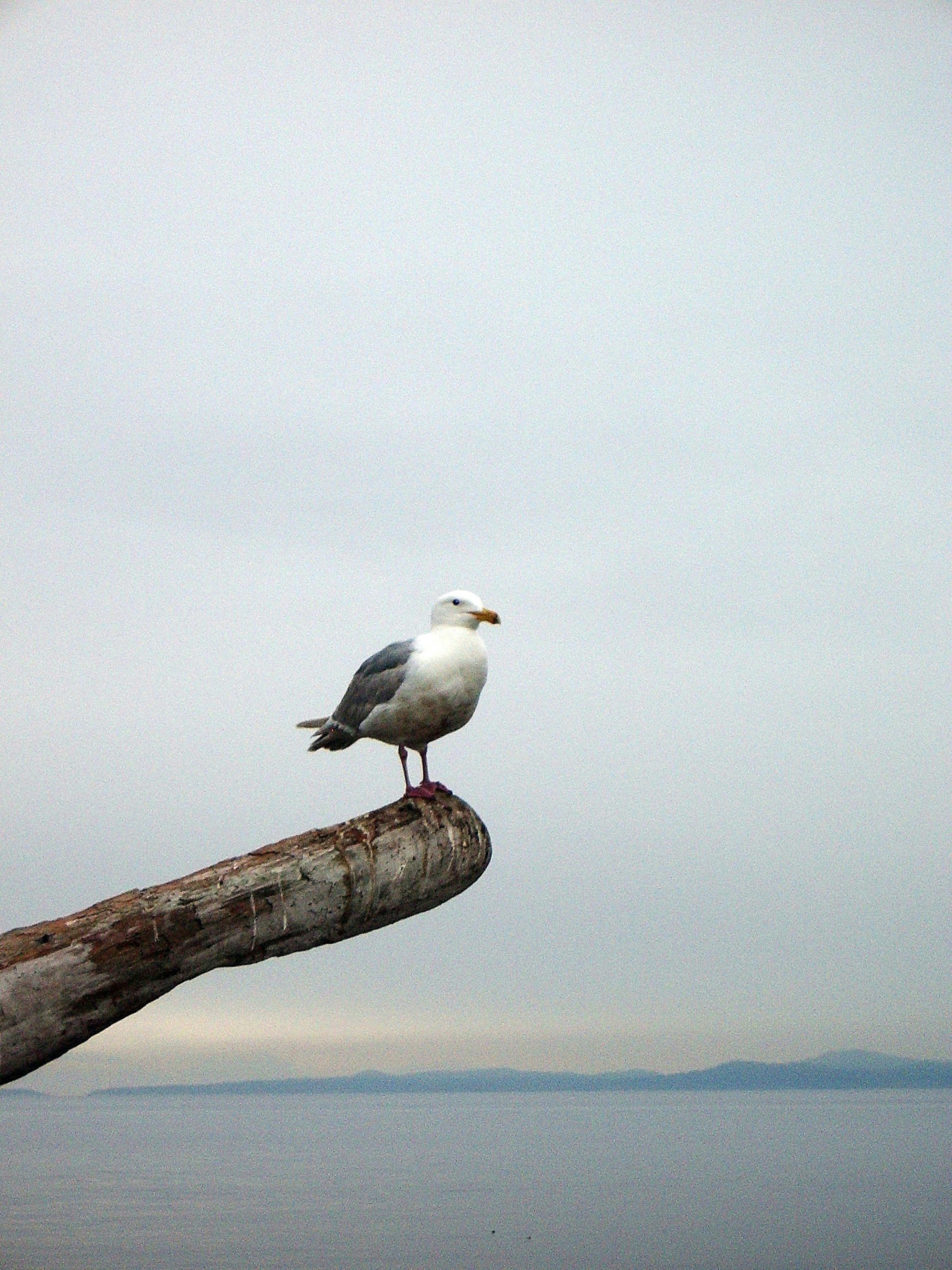 seagull, seagulls, water birds, ocean birds, fauna, birds by water