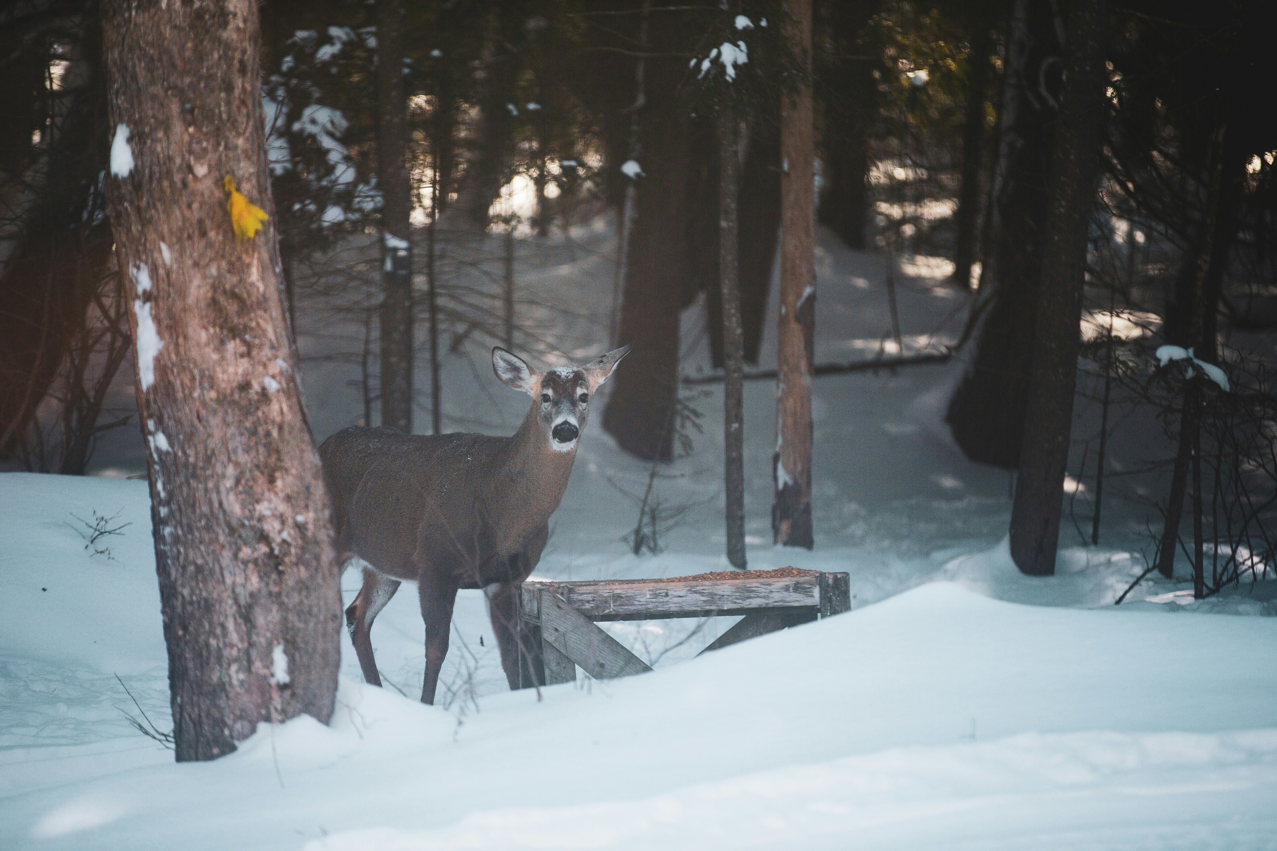 A deer stands gracefully amidst a snowy forest, framed by towering trees and a serene winter landscape.