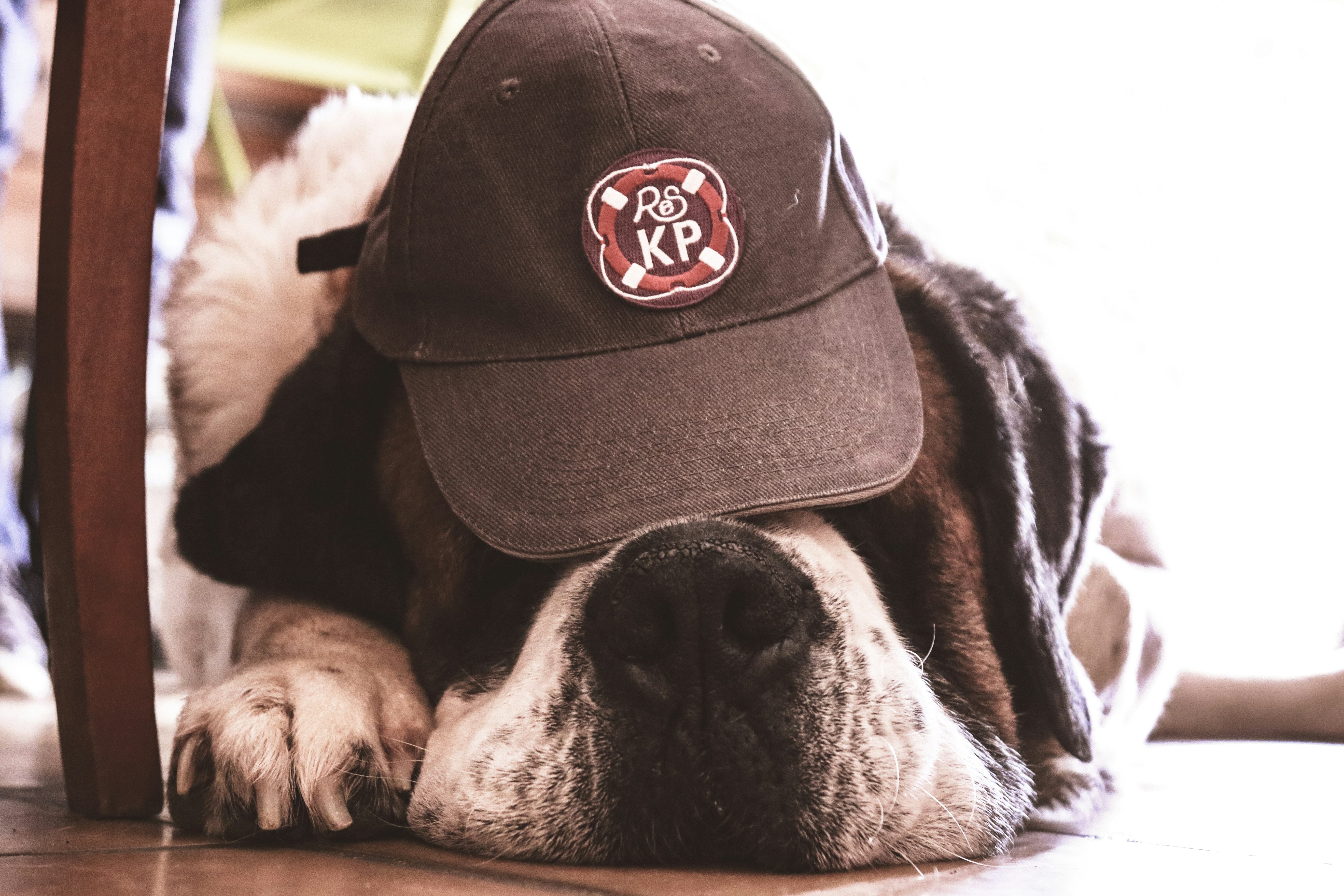 Cap-Covered Calm: A Sleepy Hound in a Quiet Moment