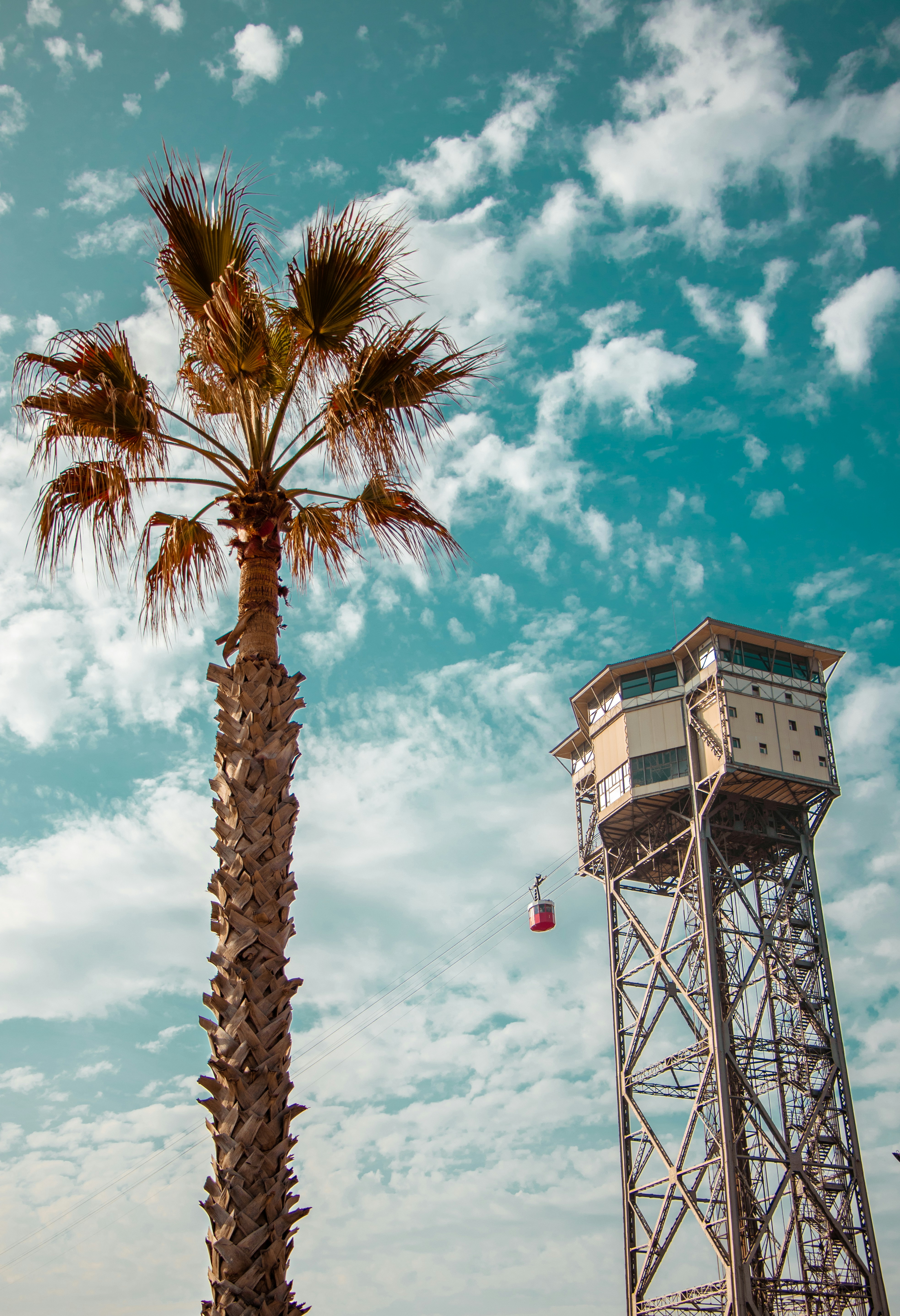 Palm Sentinel by the Cable Car: A Solaris Moment