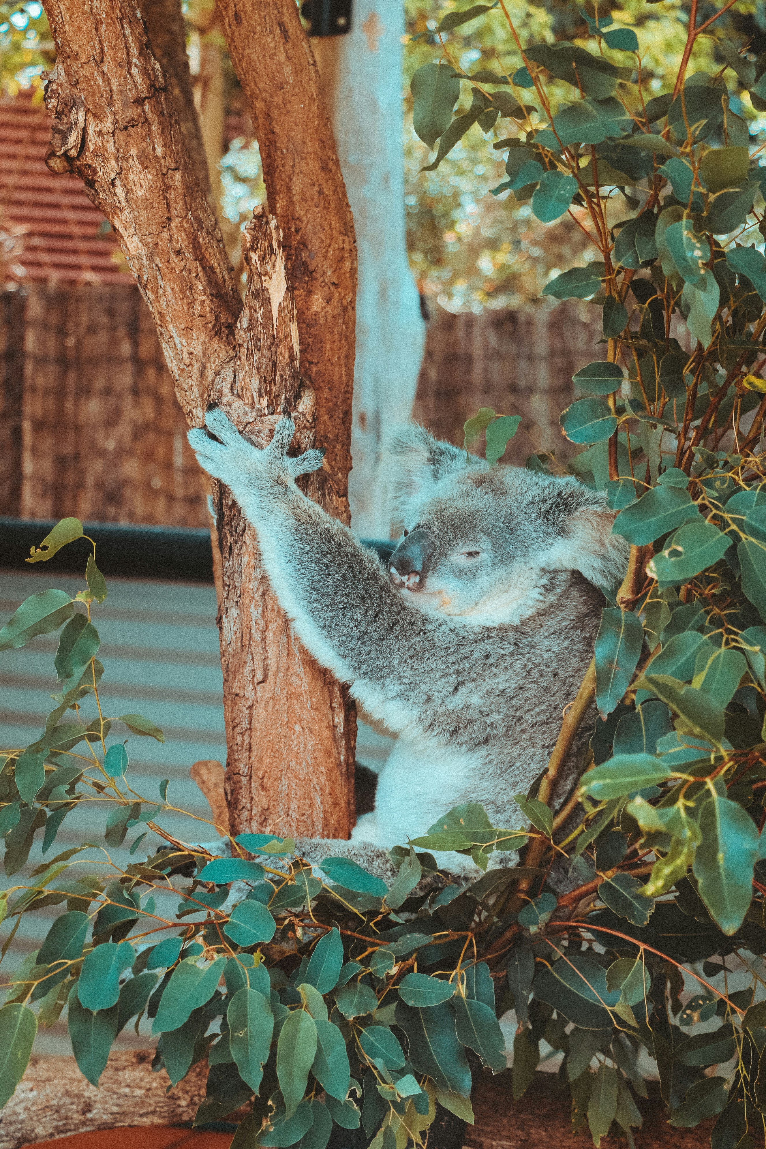 A koala clings to a eucalyptus tree, surrounded by lush green leaves, enjoying a moment of tranquility in its natural habitat.