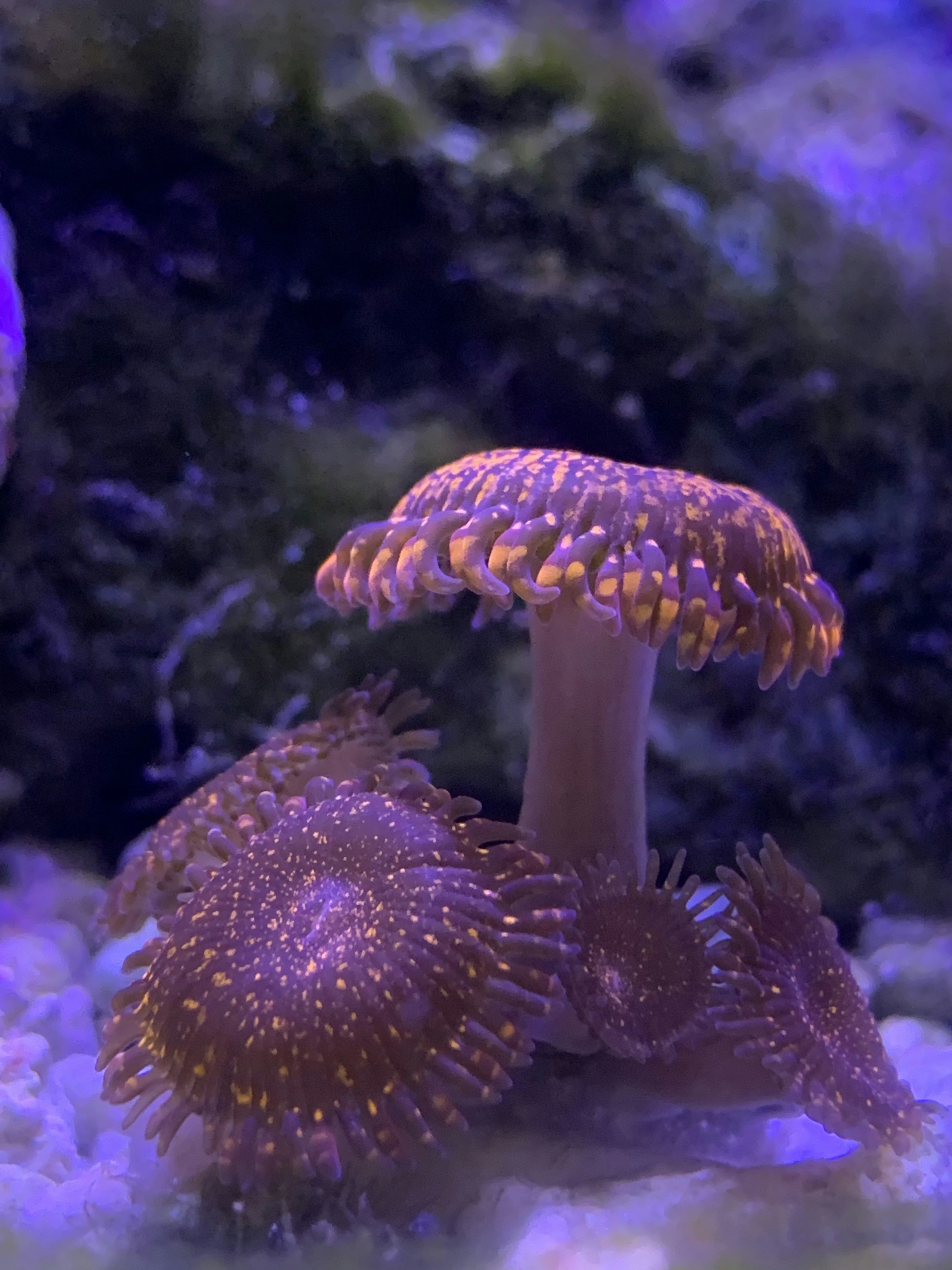 Underwater Harmony: A Coral Symphony