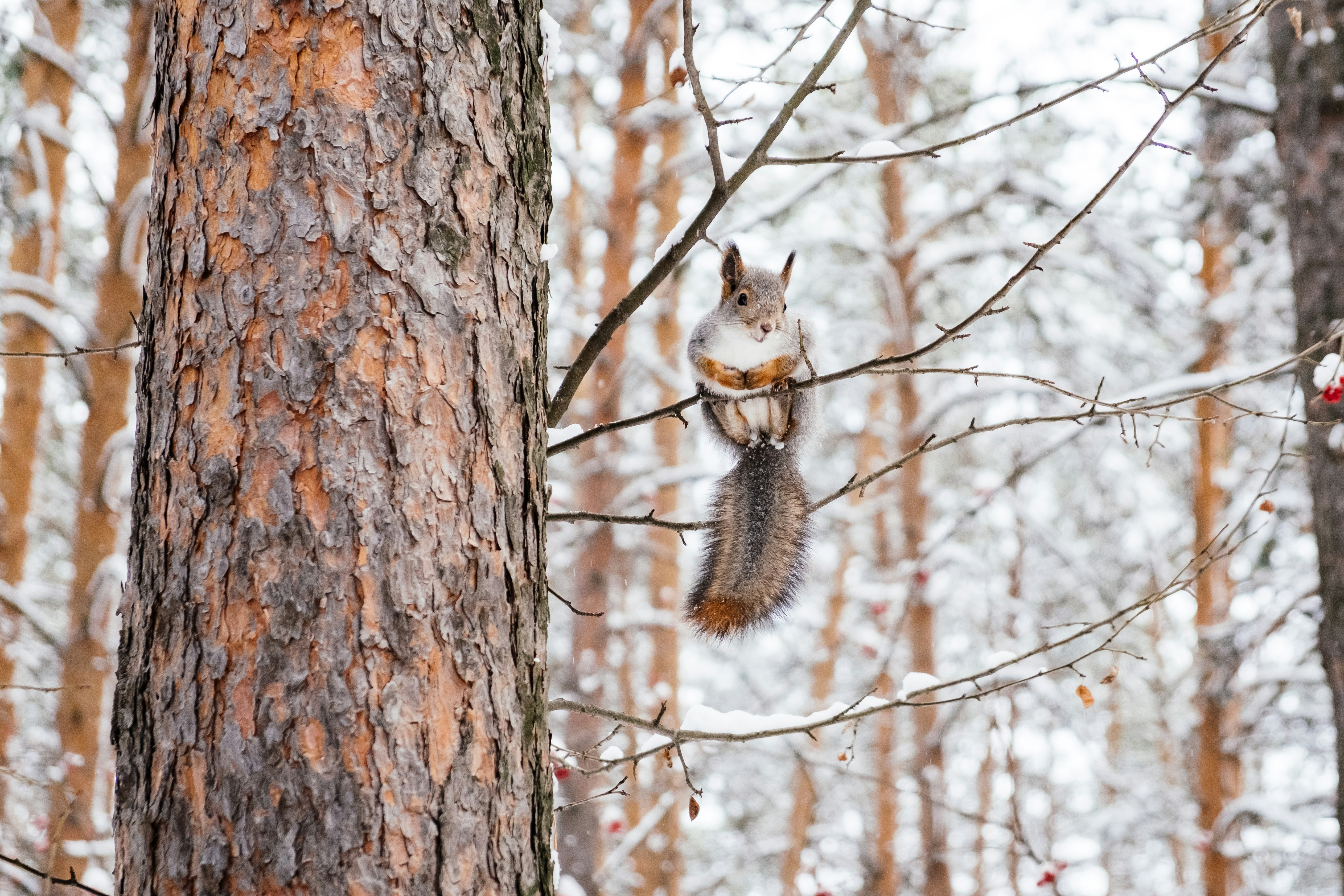 Winter Acrobats: Squirrel Perched on a Frosted Pine Branch