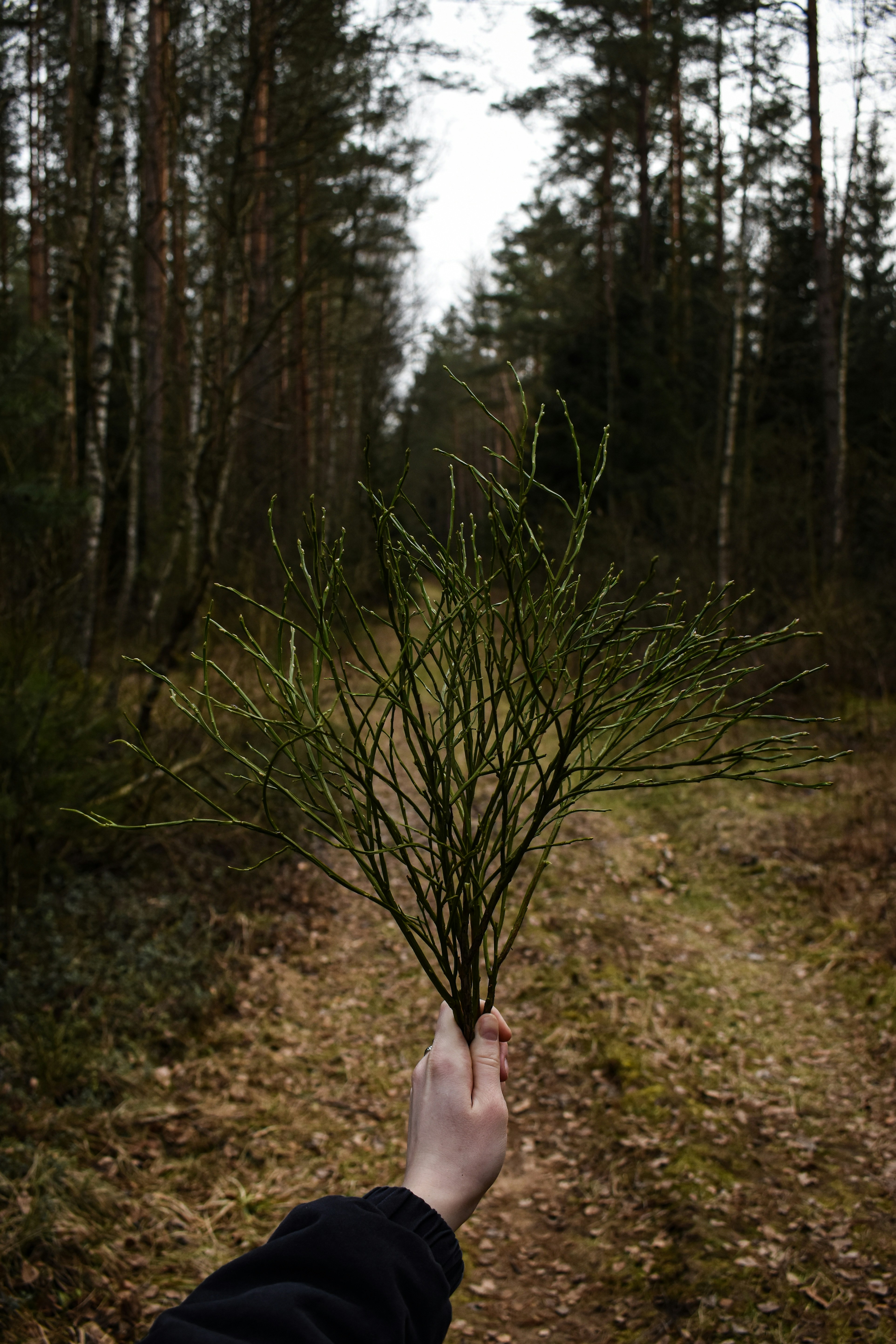 Person holding green grass during daytime photo – Free Human Image on ...