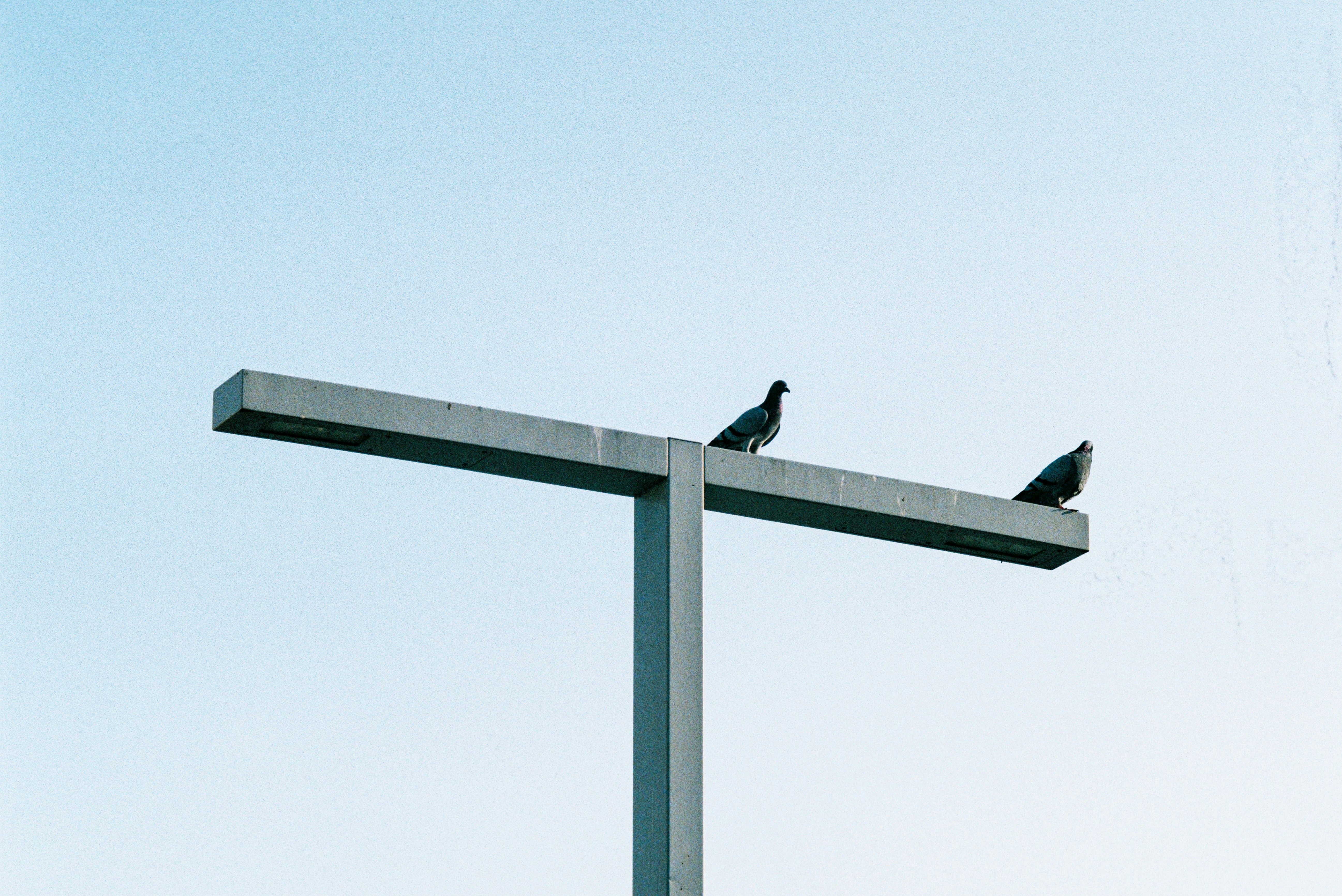 Pigeons on a Stark Crossbeam Against a Quiet Blue Sky