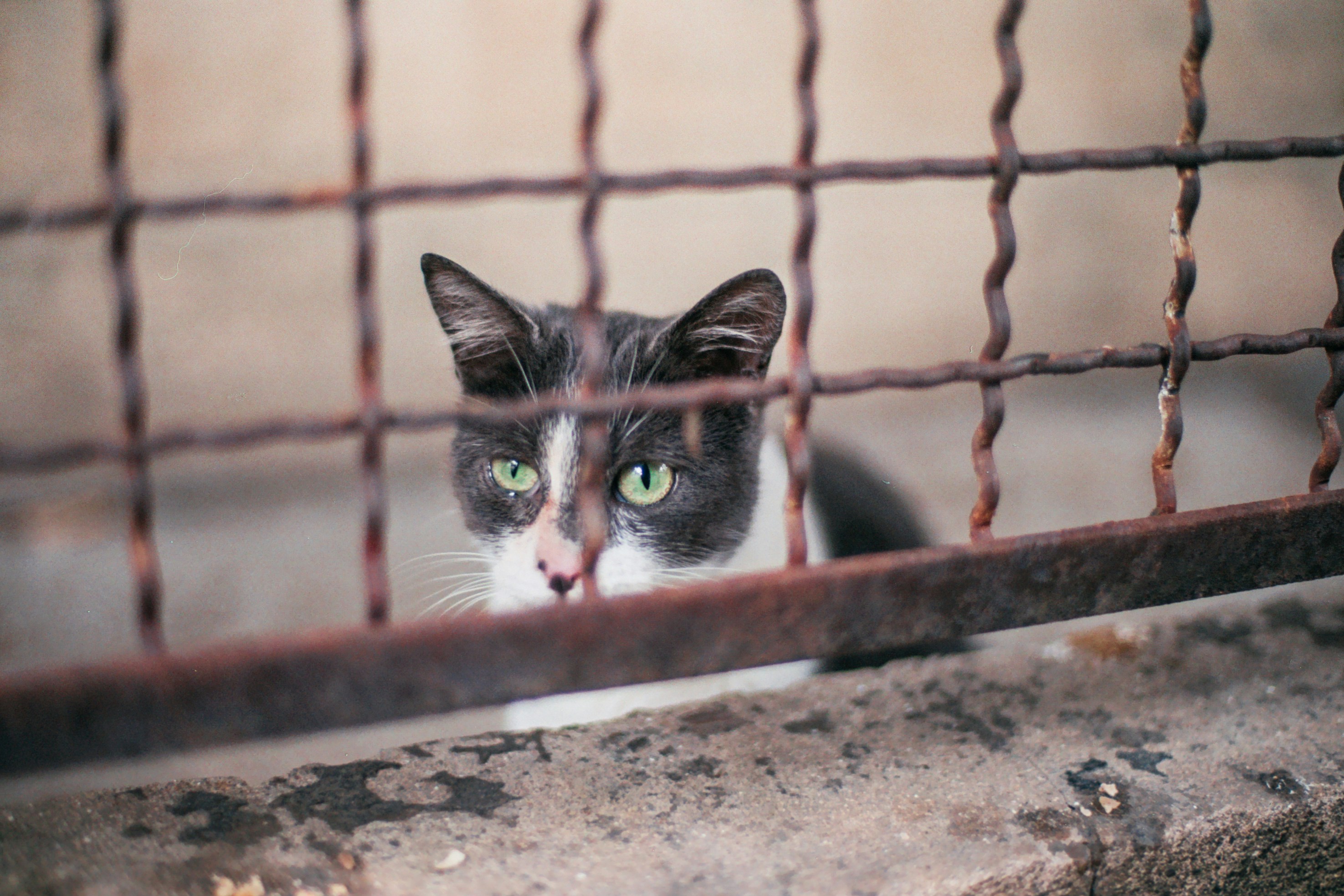 Street Cat Pictures | Download Free Images on Unsplash