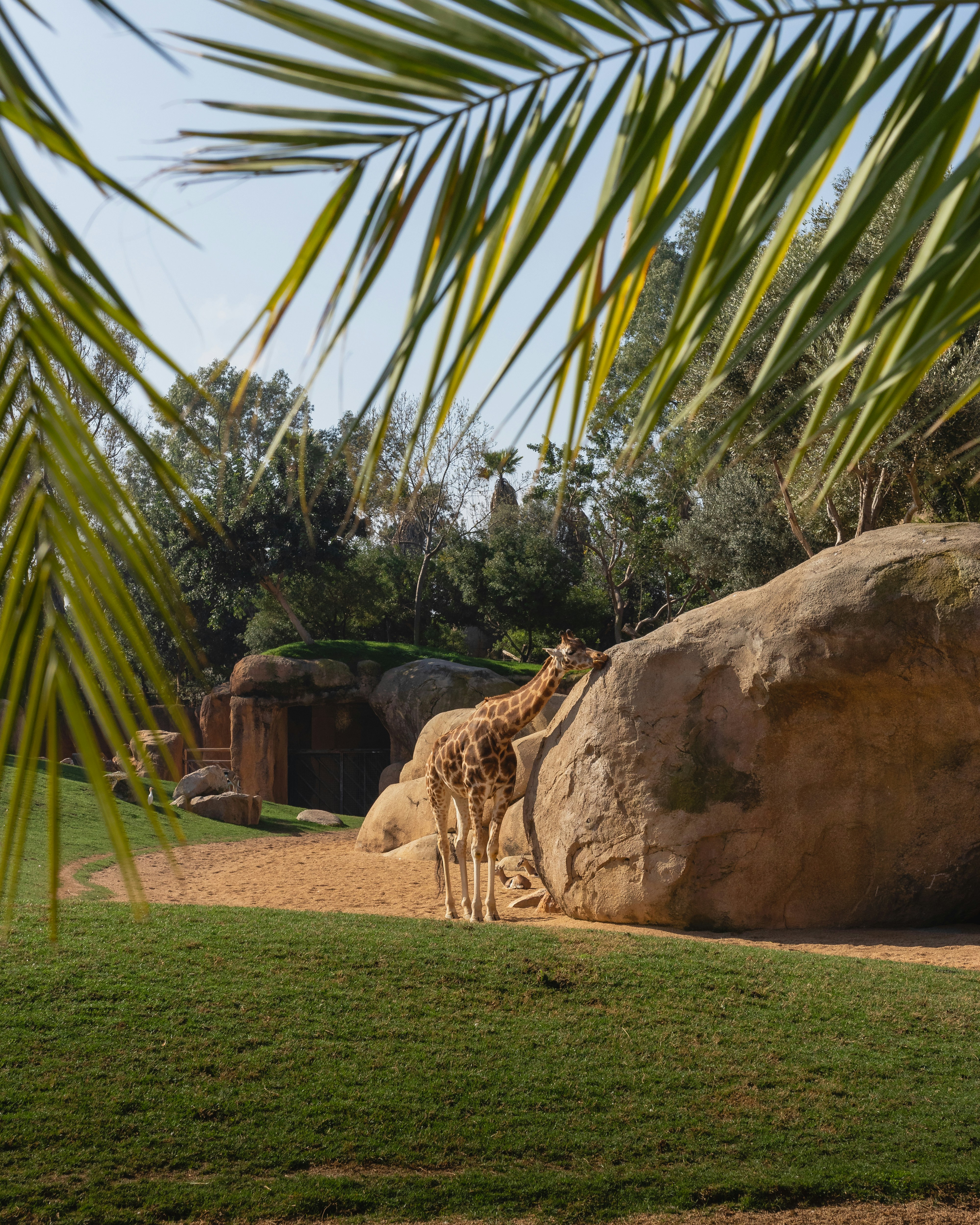 Two giraffes standing near a large rock in a lush green setting, framed by palm leaves above. 