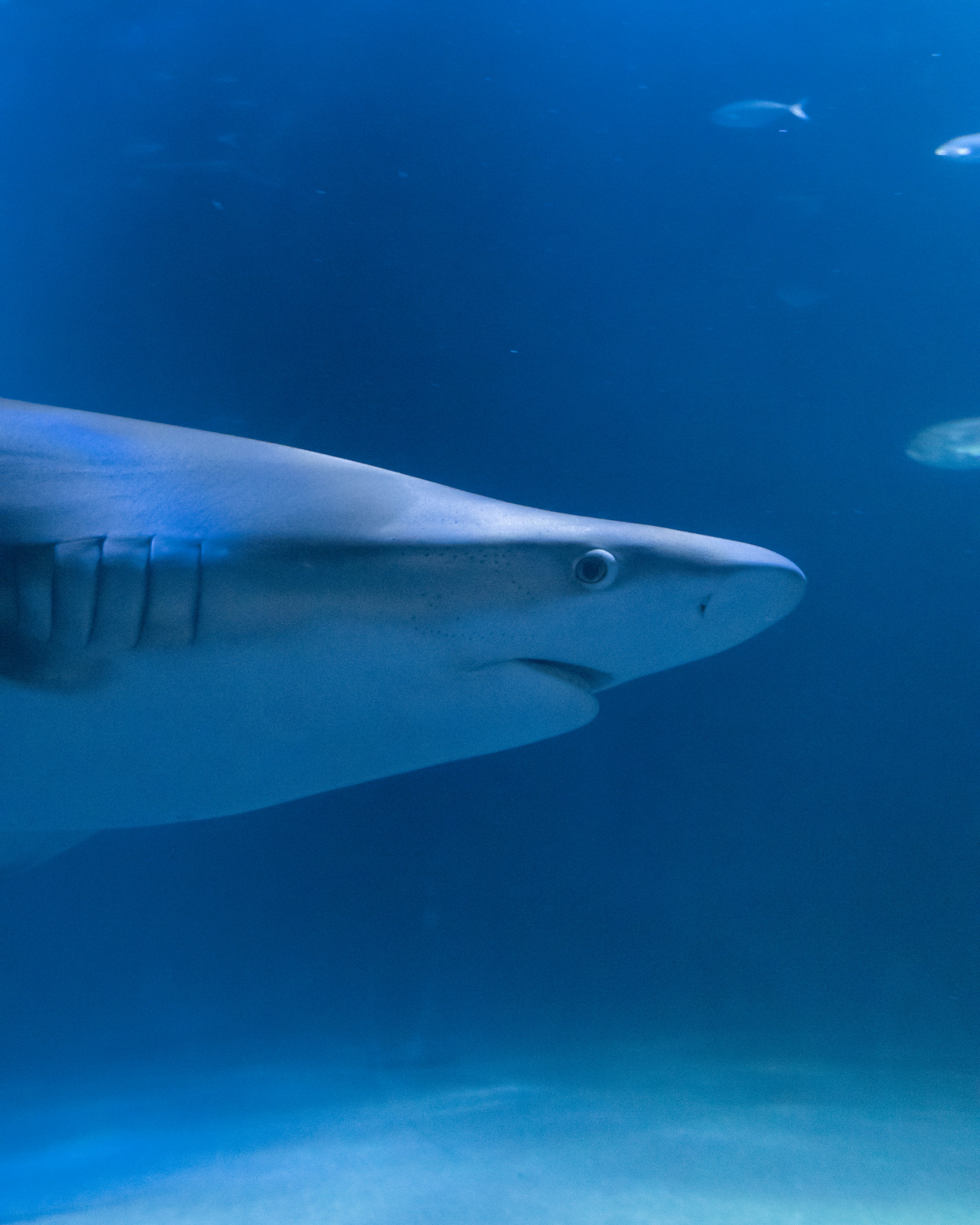 Bilder zum Thema Oceanografico Valencia | Kostenlose Bilder auf ...