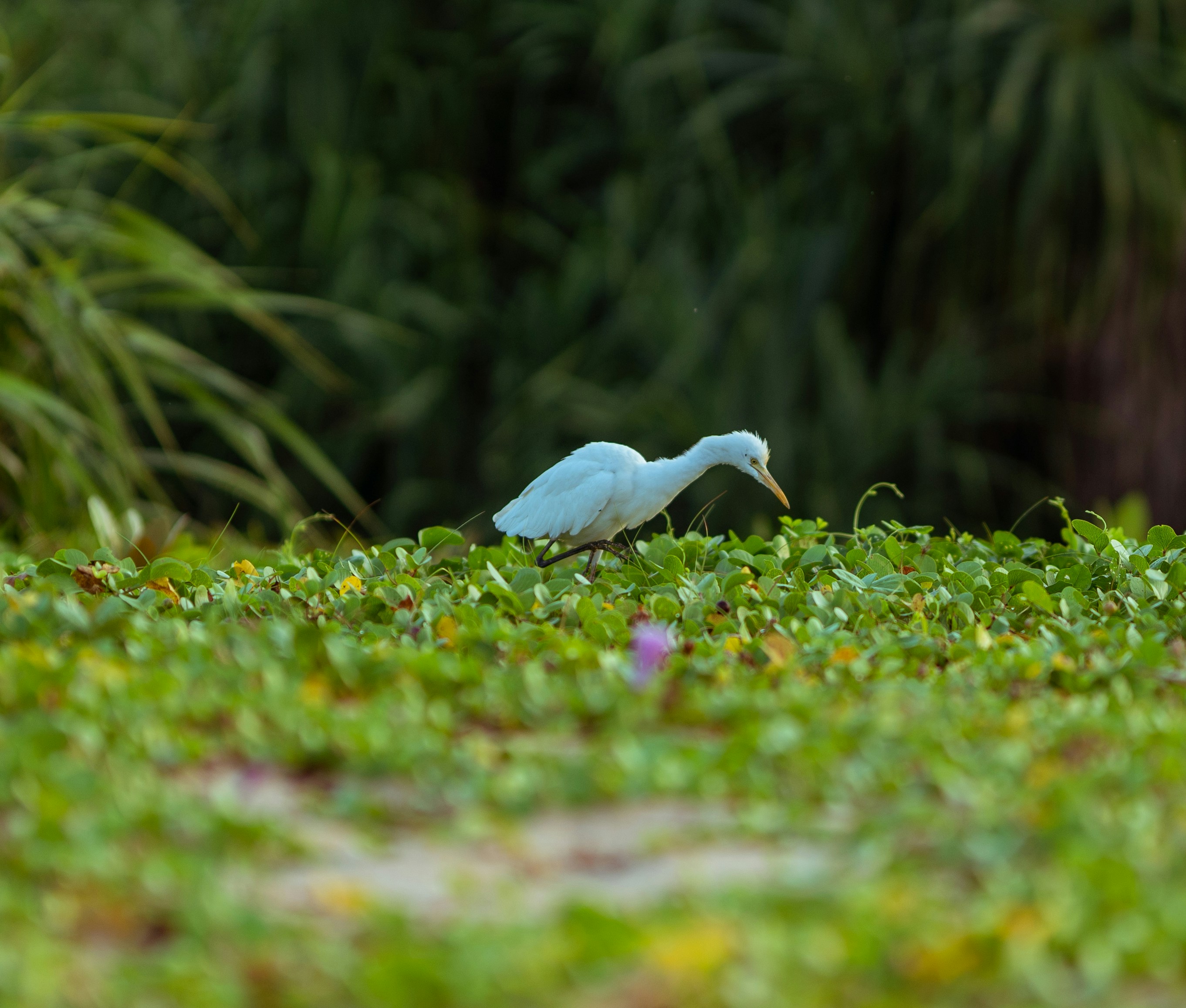 white bird on green grass during daytime