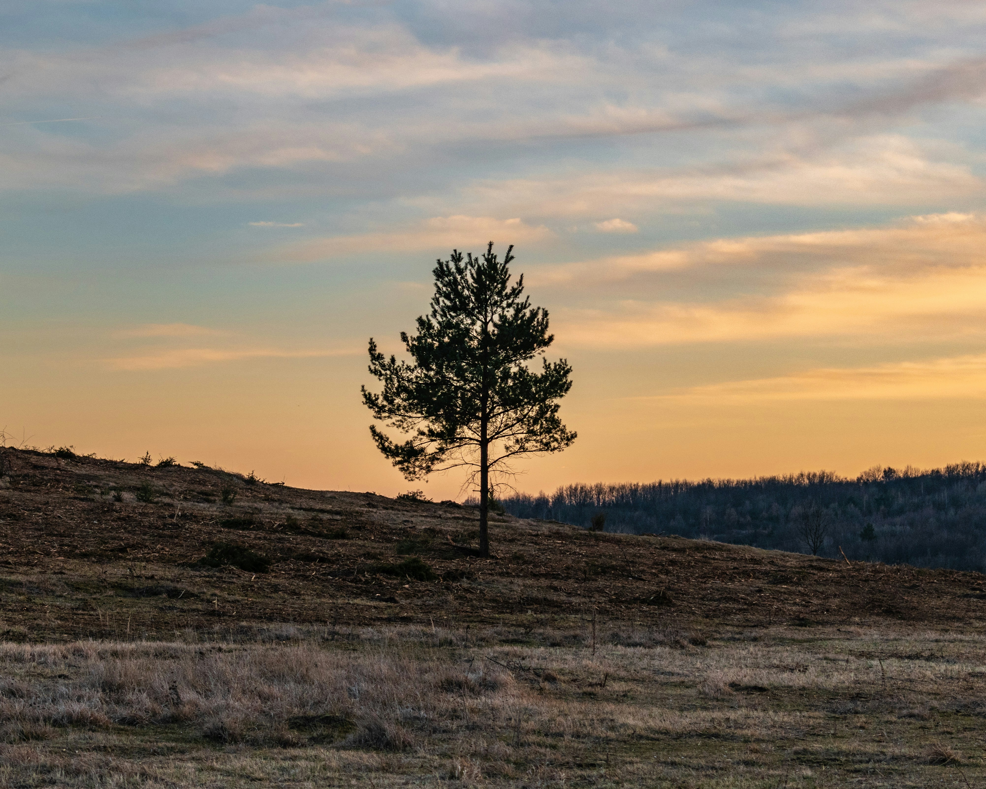 A lonely tree at sunset