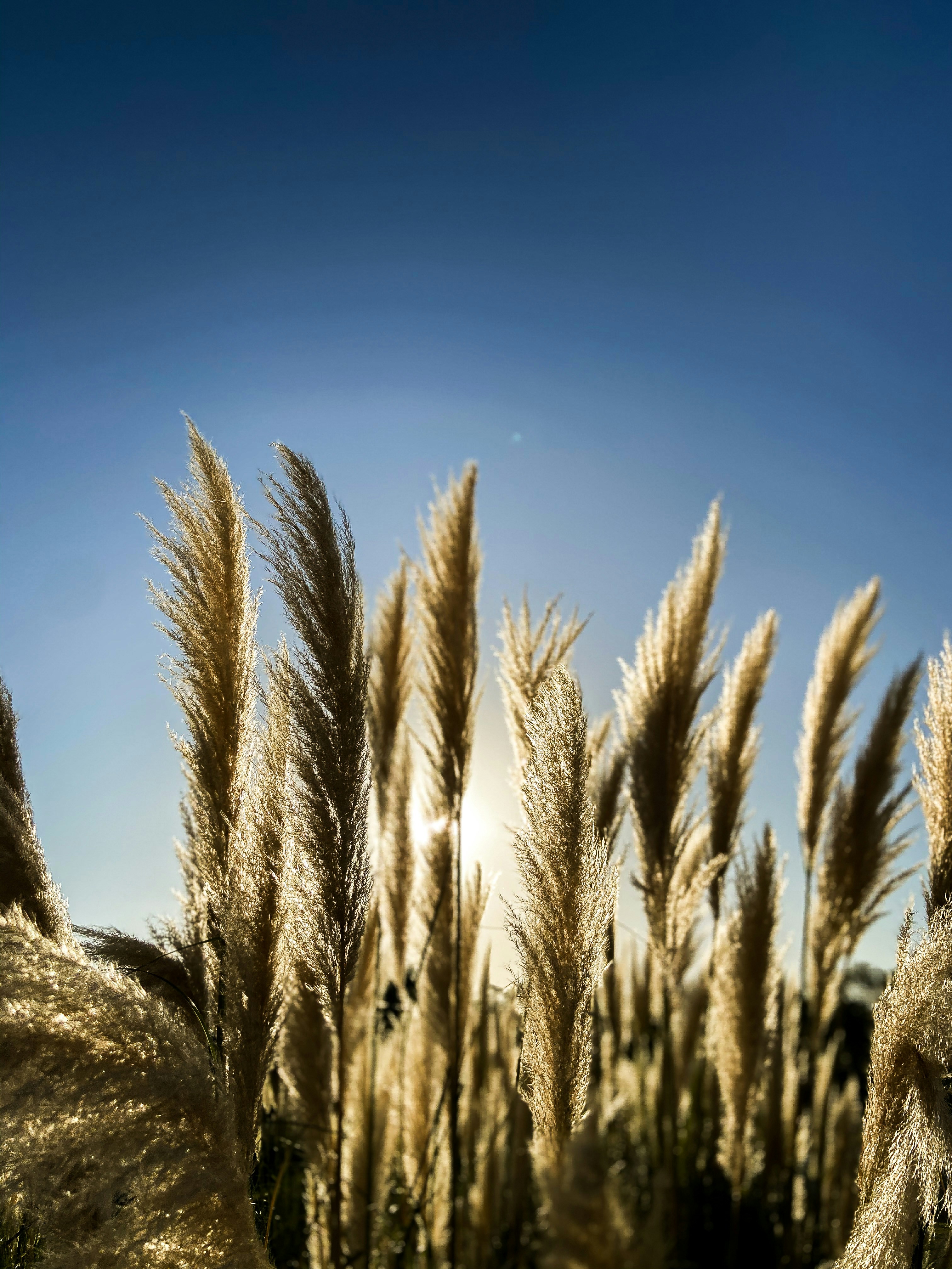 Foto Campo de trigo marrom sob o céu azul durante o dia – Imagem de ...