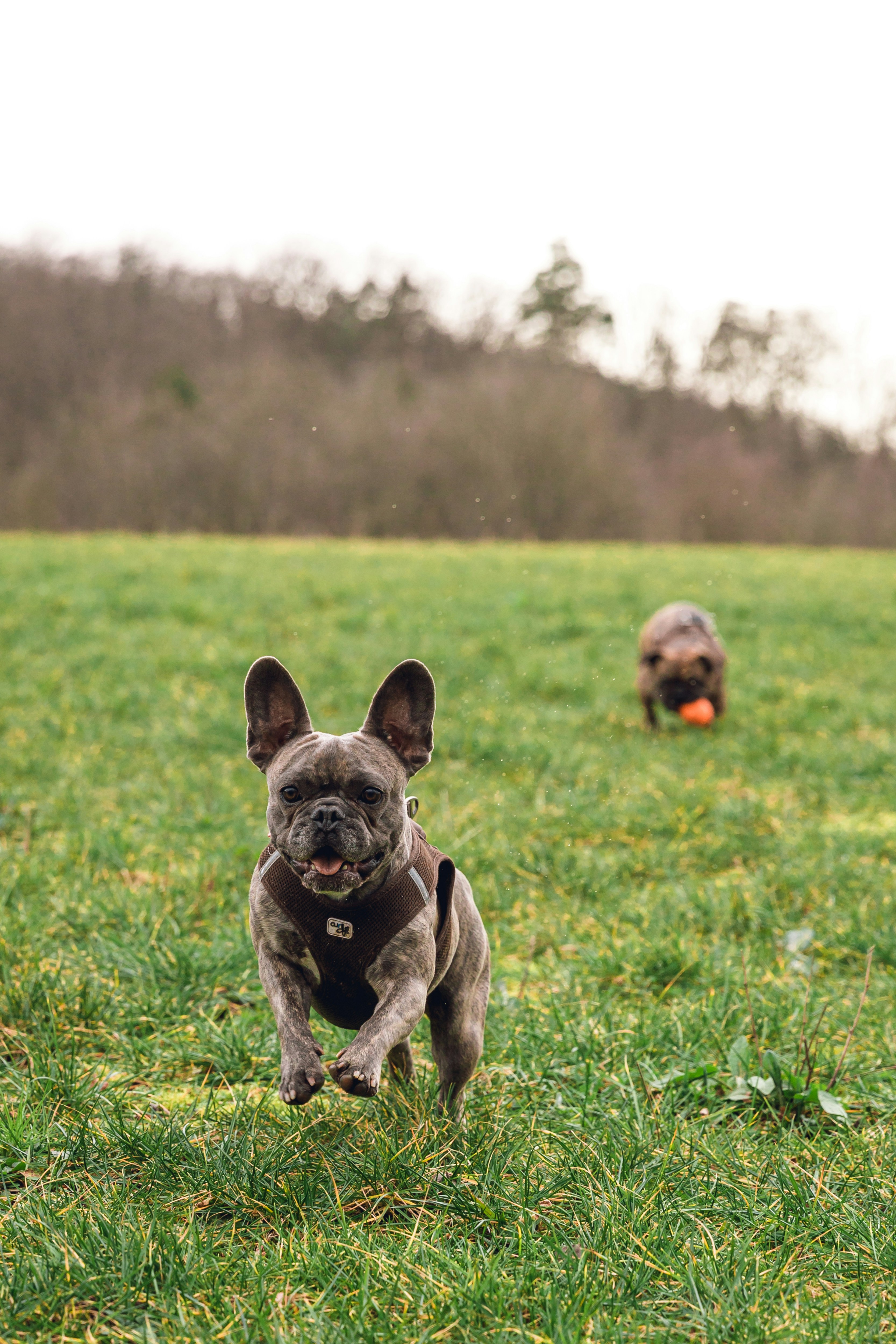 Joyful Frolic: A French Bulldog's Playful Escape
